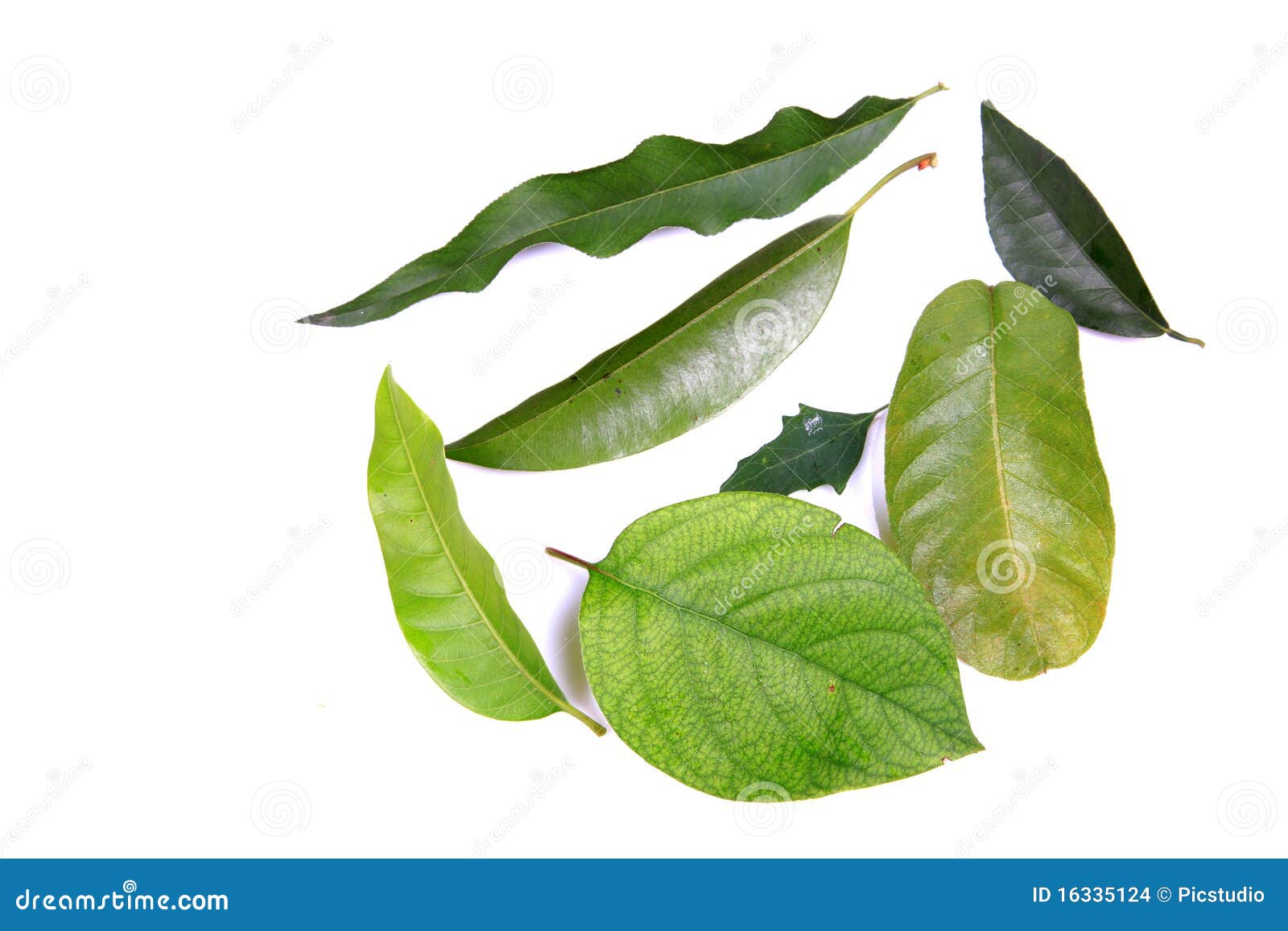 Assorted leaves stock photo. Image of nature, leaves - 16335124