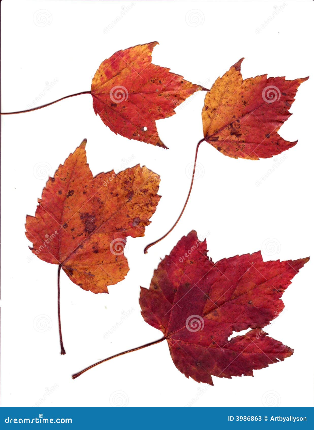 Assorted leaves stock image. Image of colorful, leaf, border - 3986863