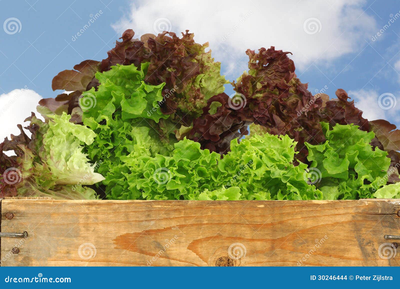 Assorted Lettuce in a Wooden Crate Stock Photo - Image of salad ...