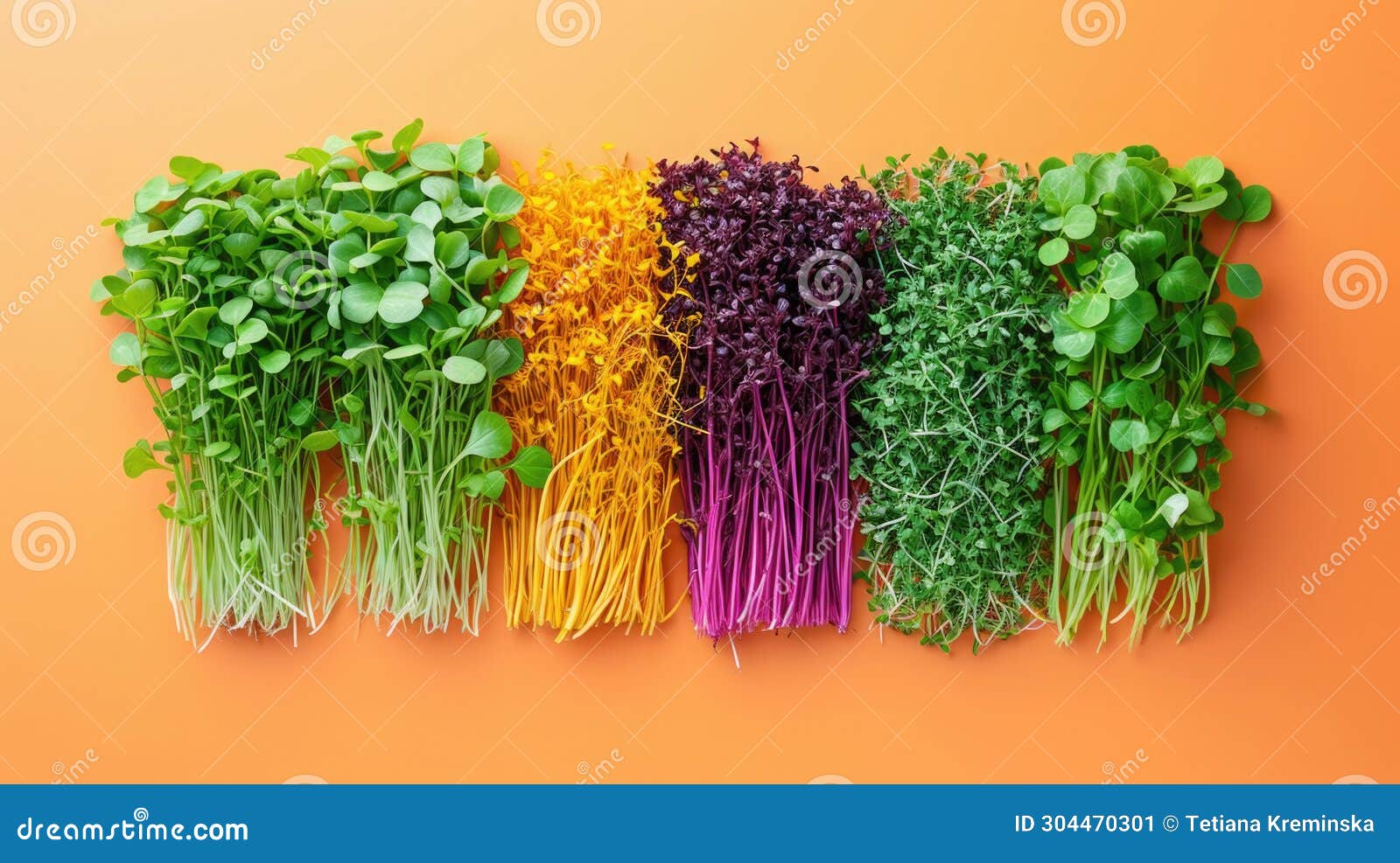 Assorted Lush Microgreens with Bright Stems and Leaves on a Colored ...