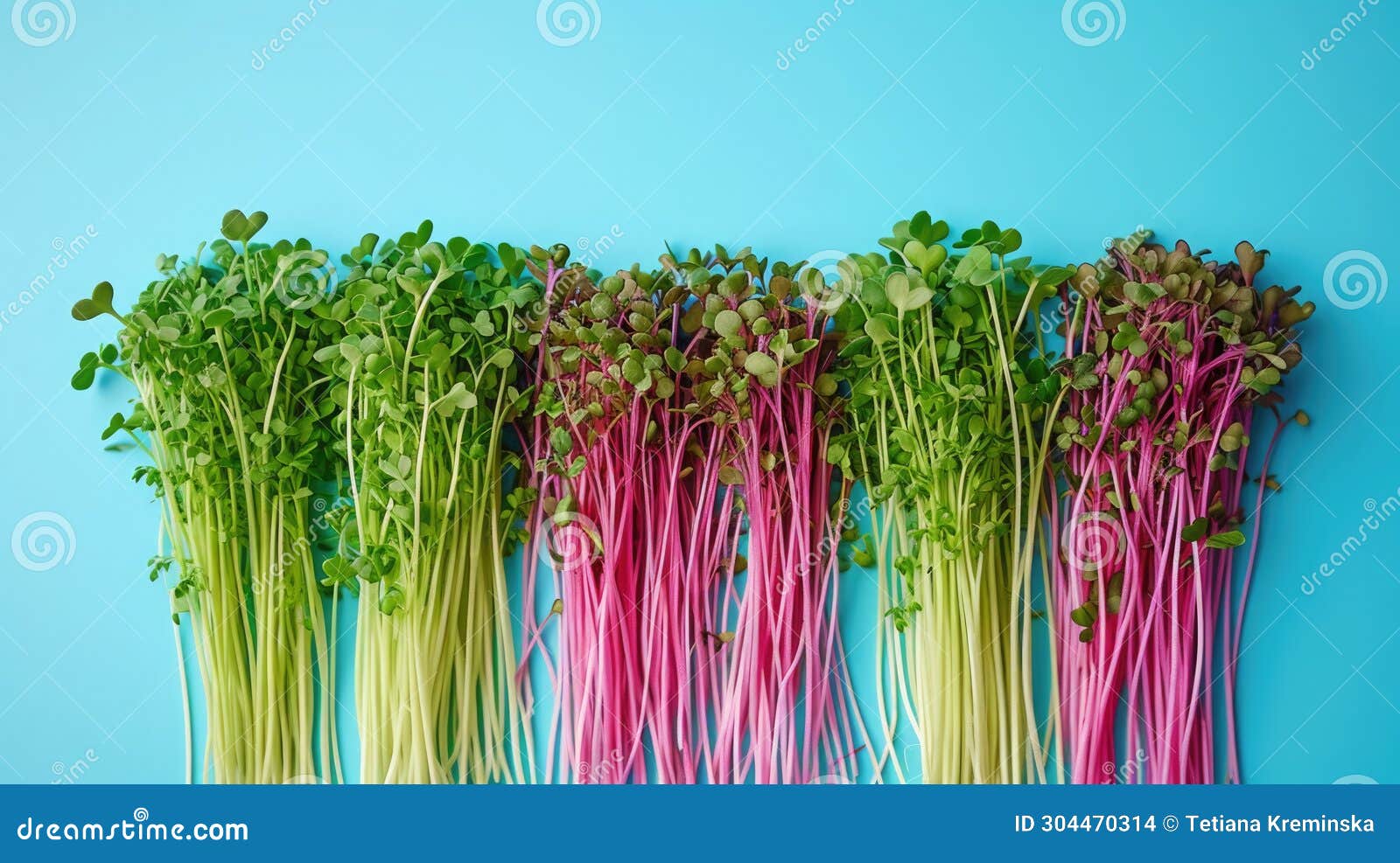 Assorted Lush Microgreens with Bright Stems and Leaves on a Colored ...