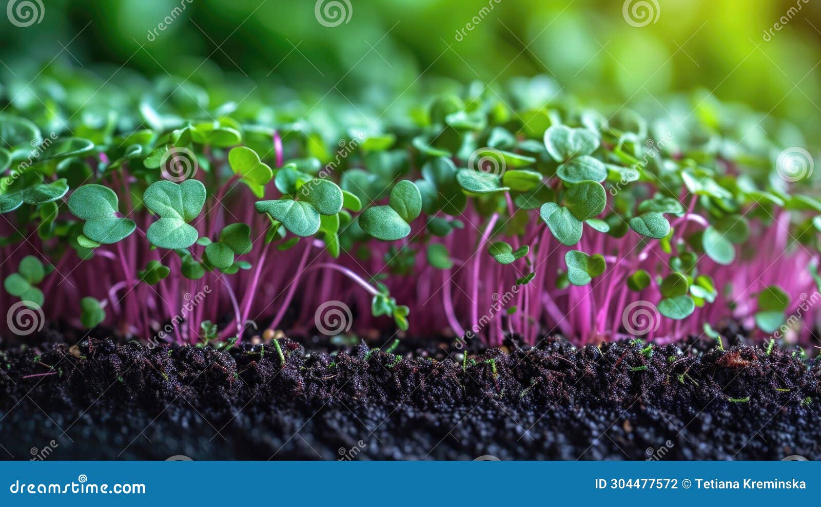 Assorted Lush Microgreens with Bright Stems and Leaves on a Colored ...