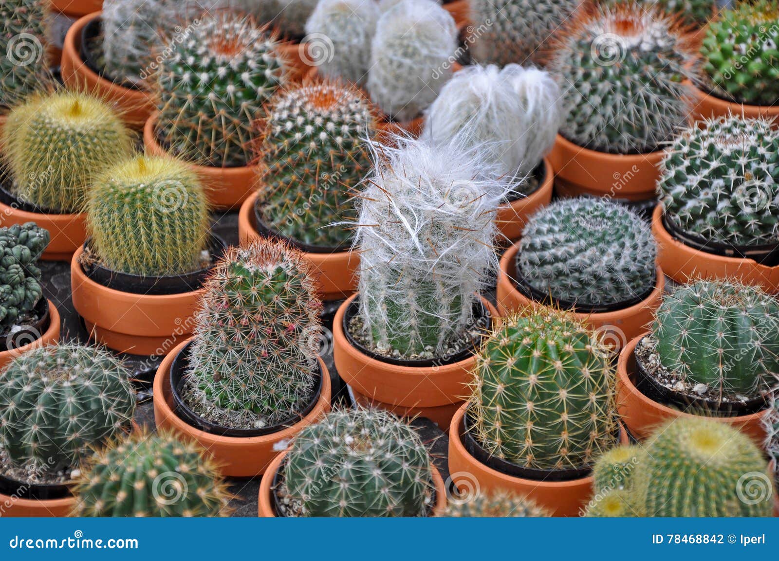 Assorted Mini Cactus Plants Stock Photo - Image of aloe, succulent ...