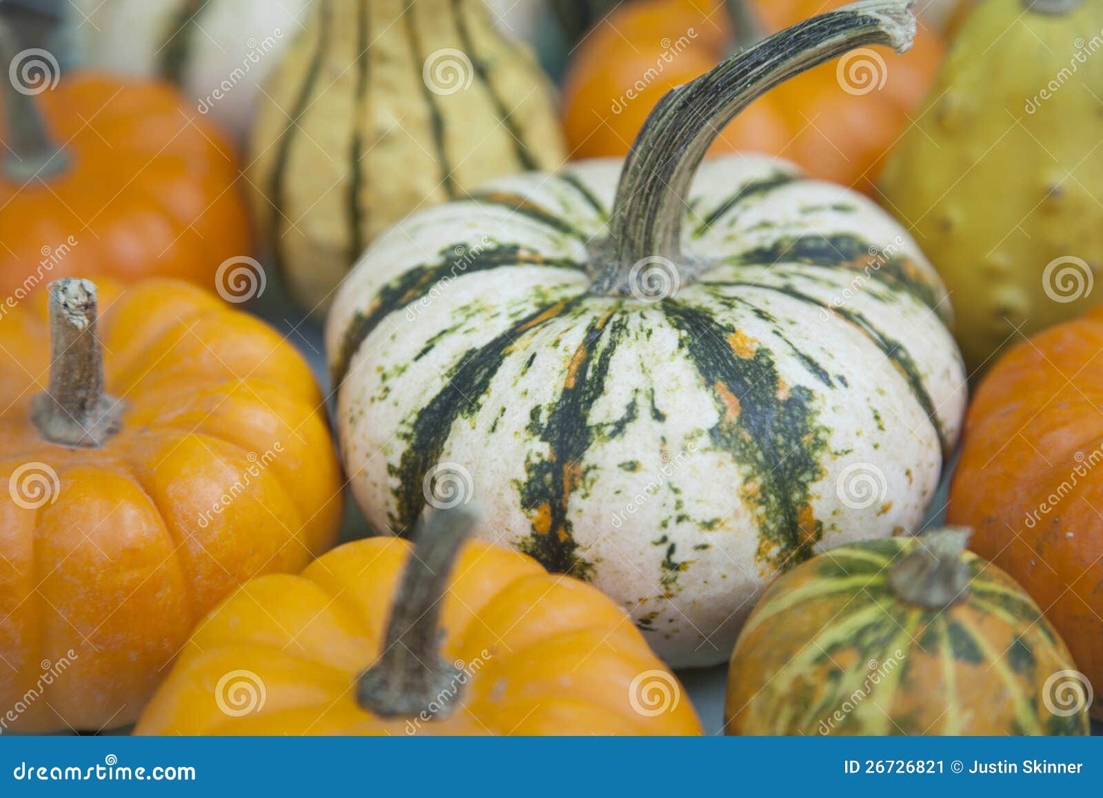Assorted MIni Gourds stock image. Image of pumpkin, small - 26726821