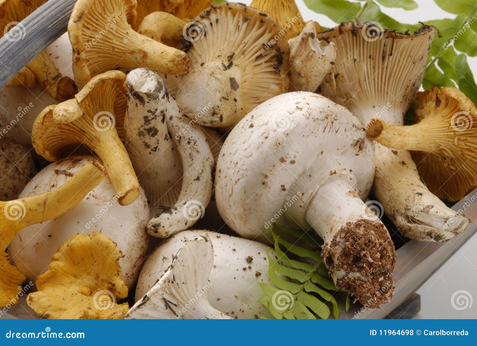 Assorted mushrooms. stock photo. Image of vegetable, horizontal - 11964698
