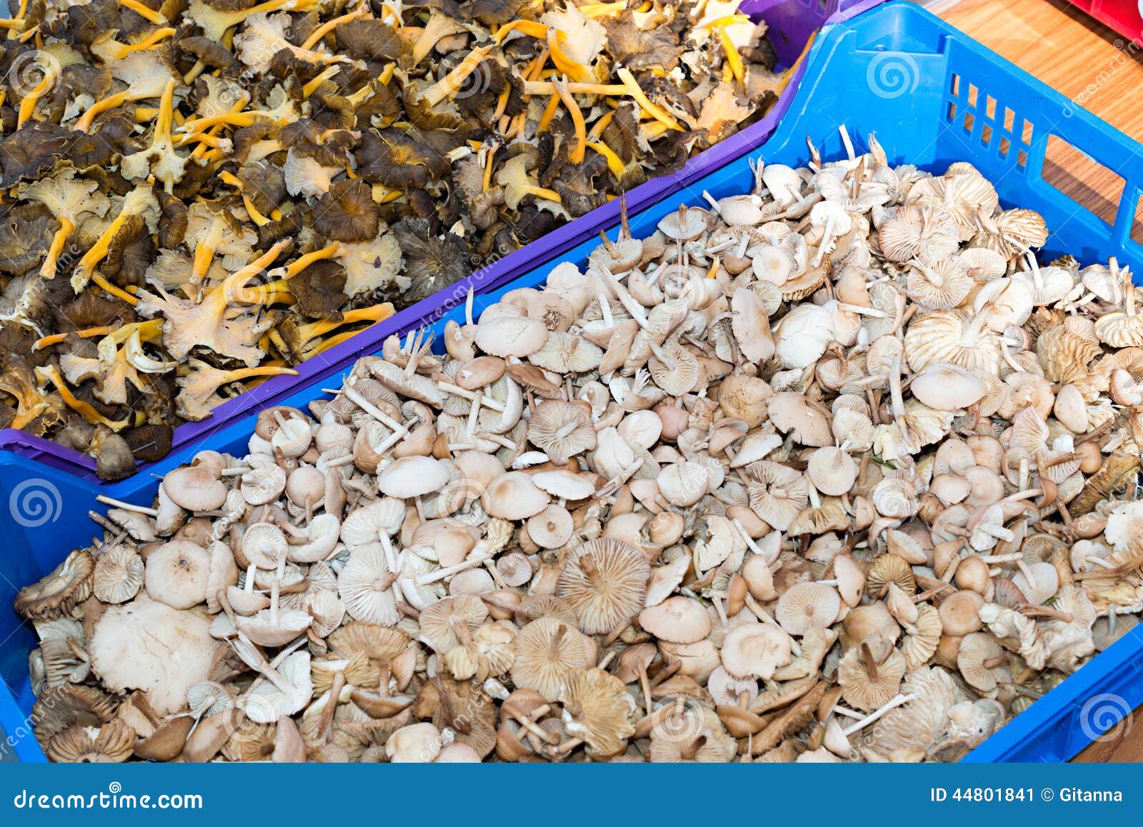 Assorted mushrooms stock image. Image of green, lettuce - 44801841