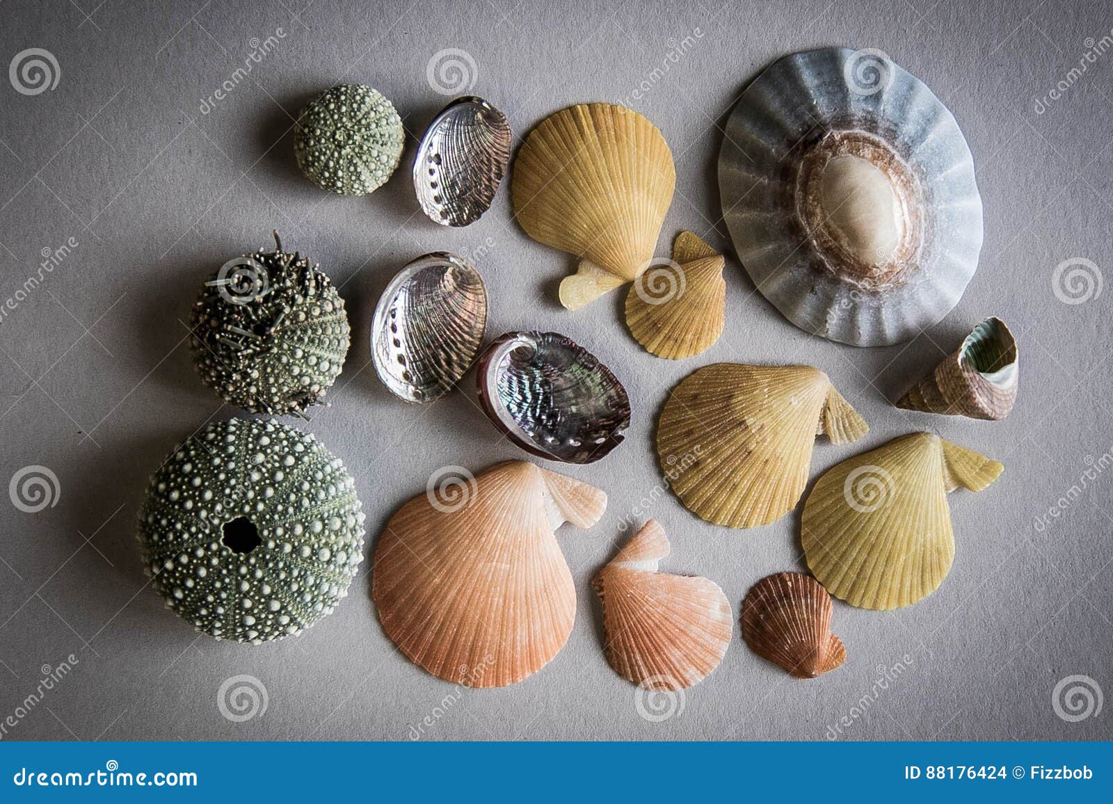 Assorted New Zealand Shells Stock Photo - Image of scattered ...