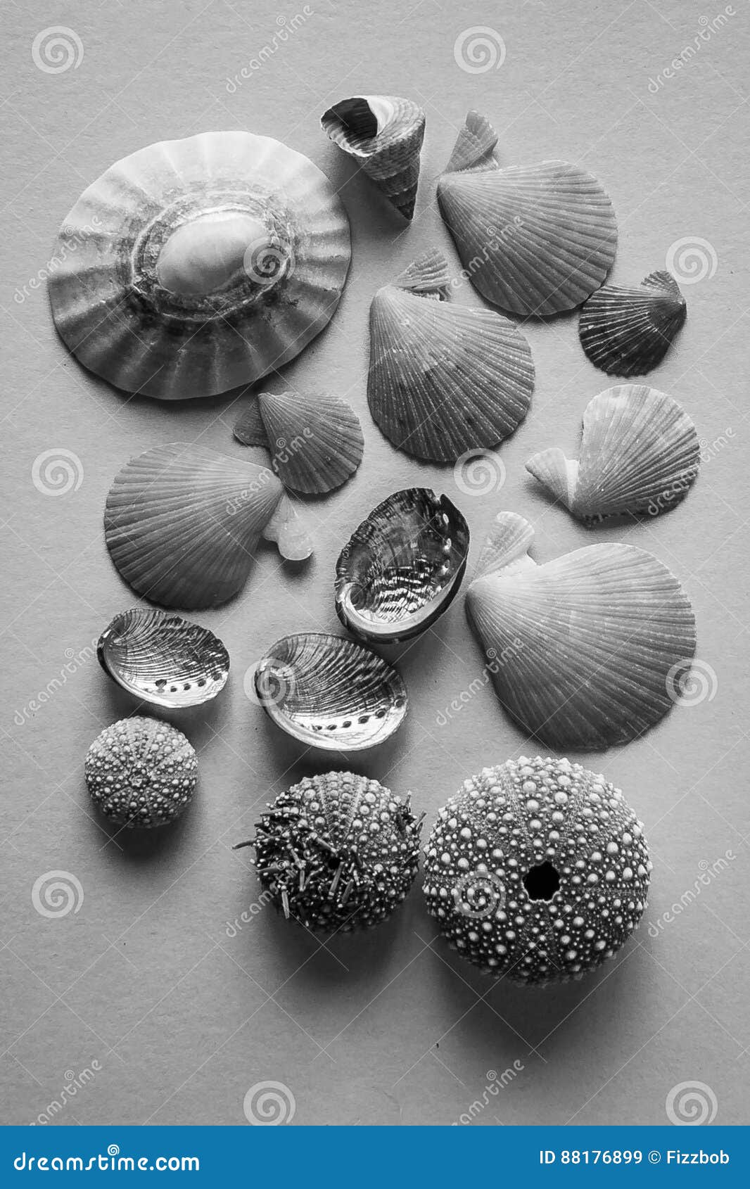 Assorted New Zealand Shells Stock Image - Image of sandy, limpet: 88176899