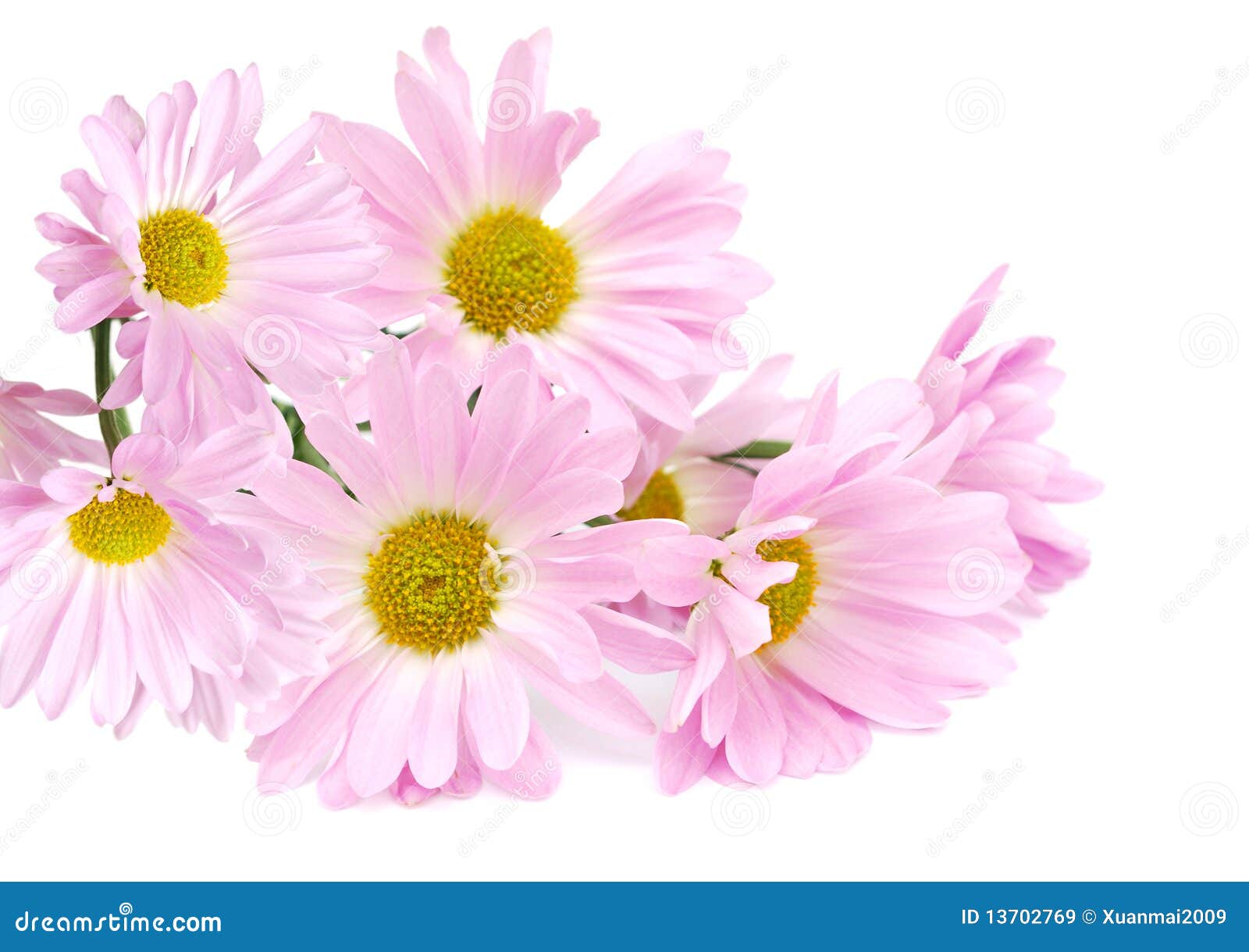 Assorted pink daisies stock image. Image of flowers, bloom - 13702769