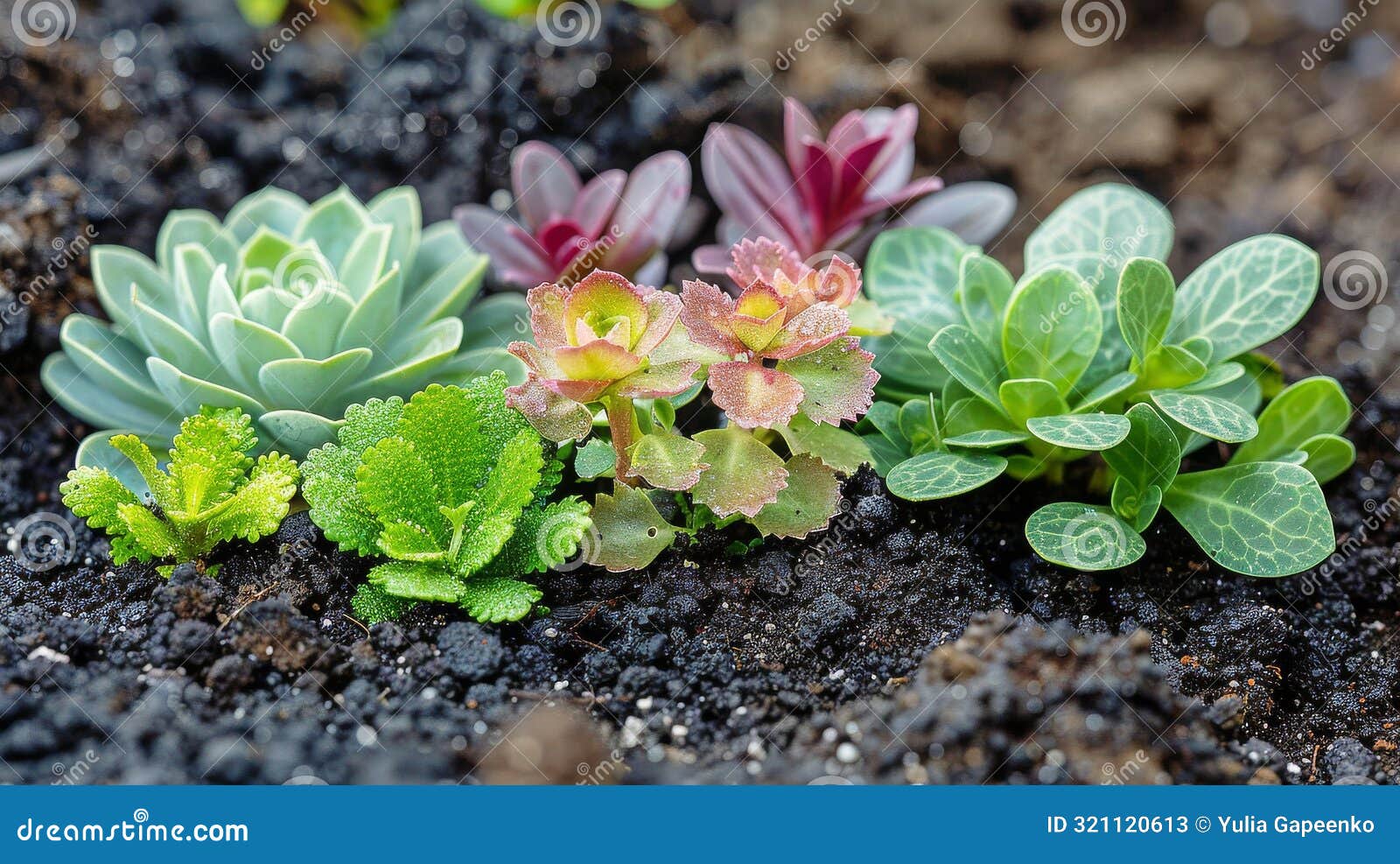 Assorted Plants Growing in Soil Stock Image - Image of dirt, growing ...