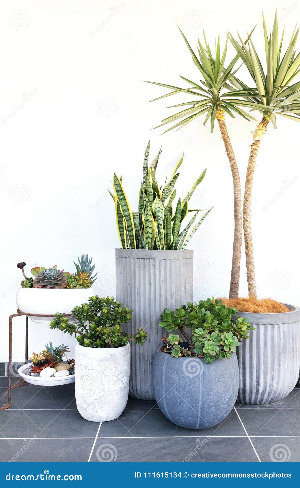 Assorted Plants On Pots Picture. Image: 111615134