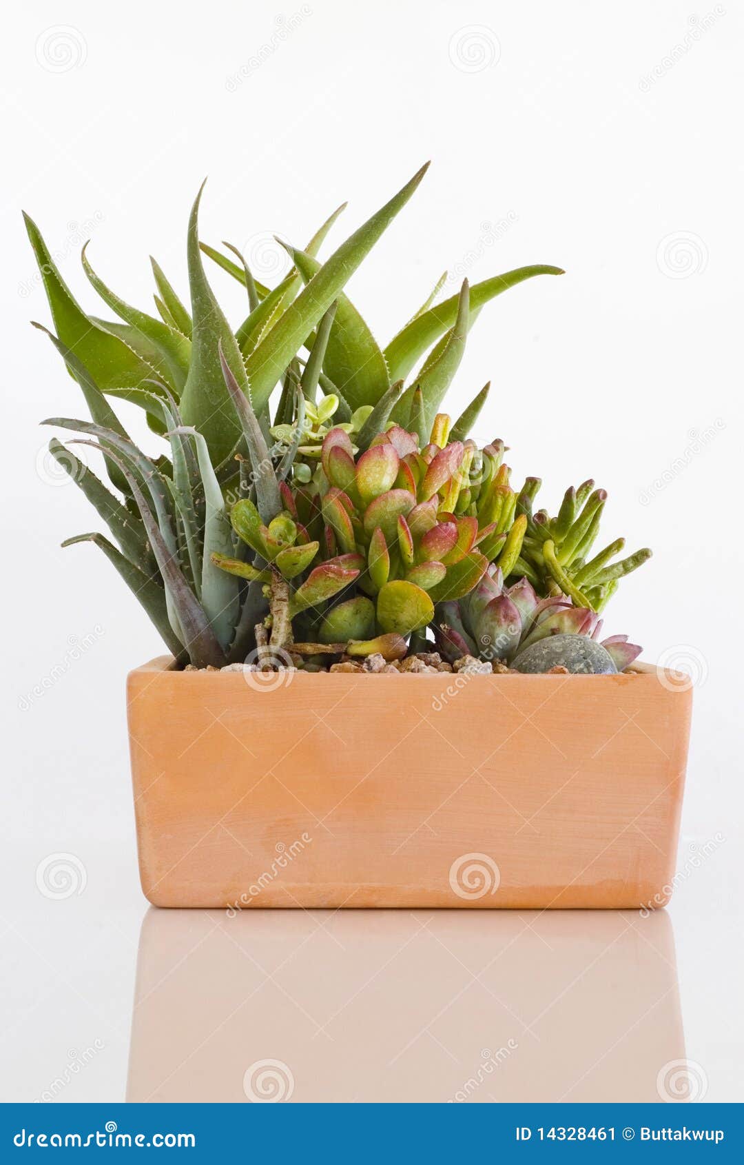 Assorted Potted Cacti on White Stock Image - Image of assorted ...