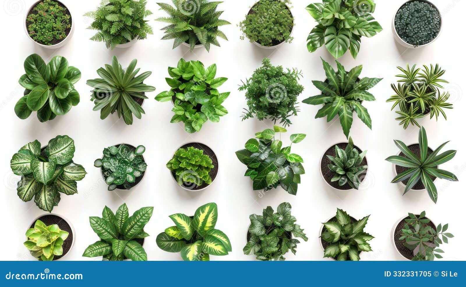 Assorted Potted House Plants - Top View Isolated Template for Interior ...