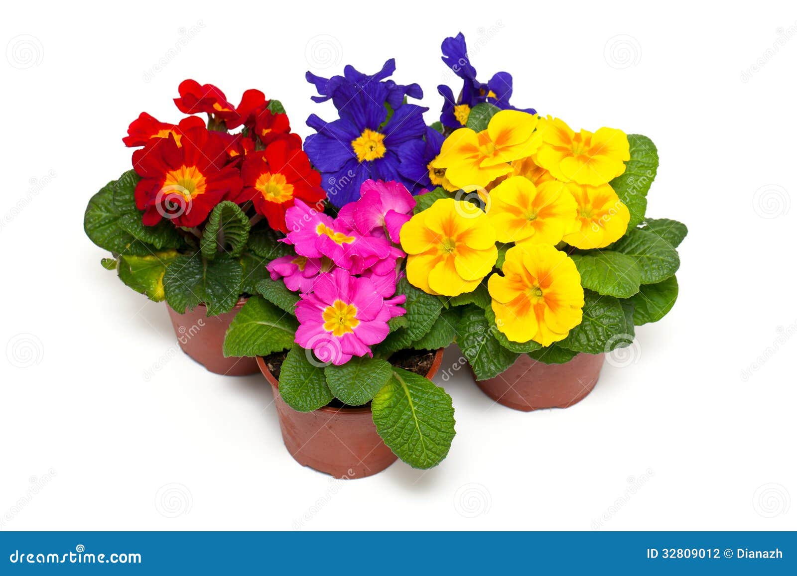 Assorted Primula Flowers in Pots Stock Photo - Image of isolated ...
