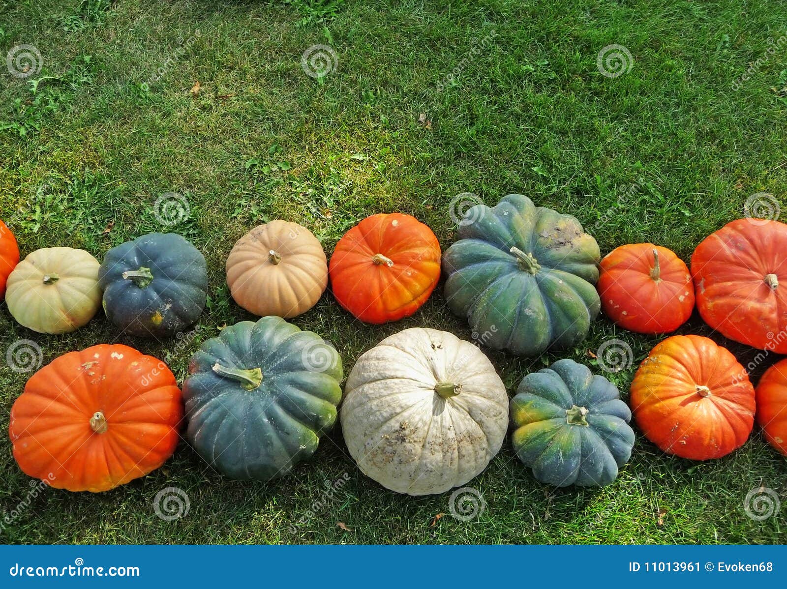 Assorted Pumpkin Varieties on a Grass Background Stock Image - Image of ...