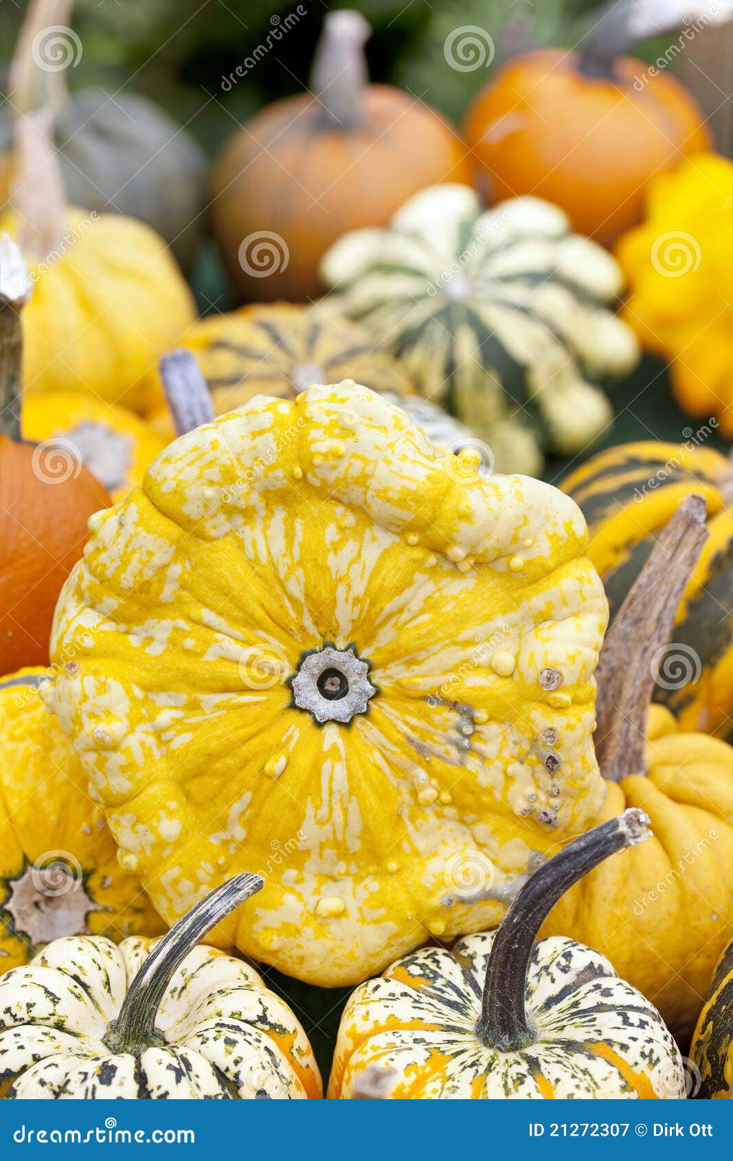 Assorted pumpkins stock image. Image of assorted, heap - 21272307