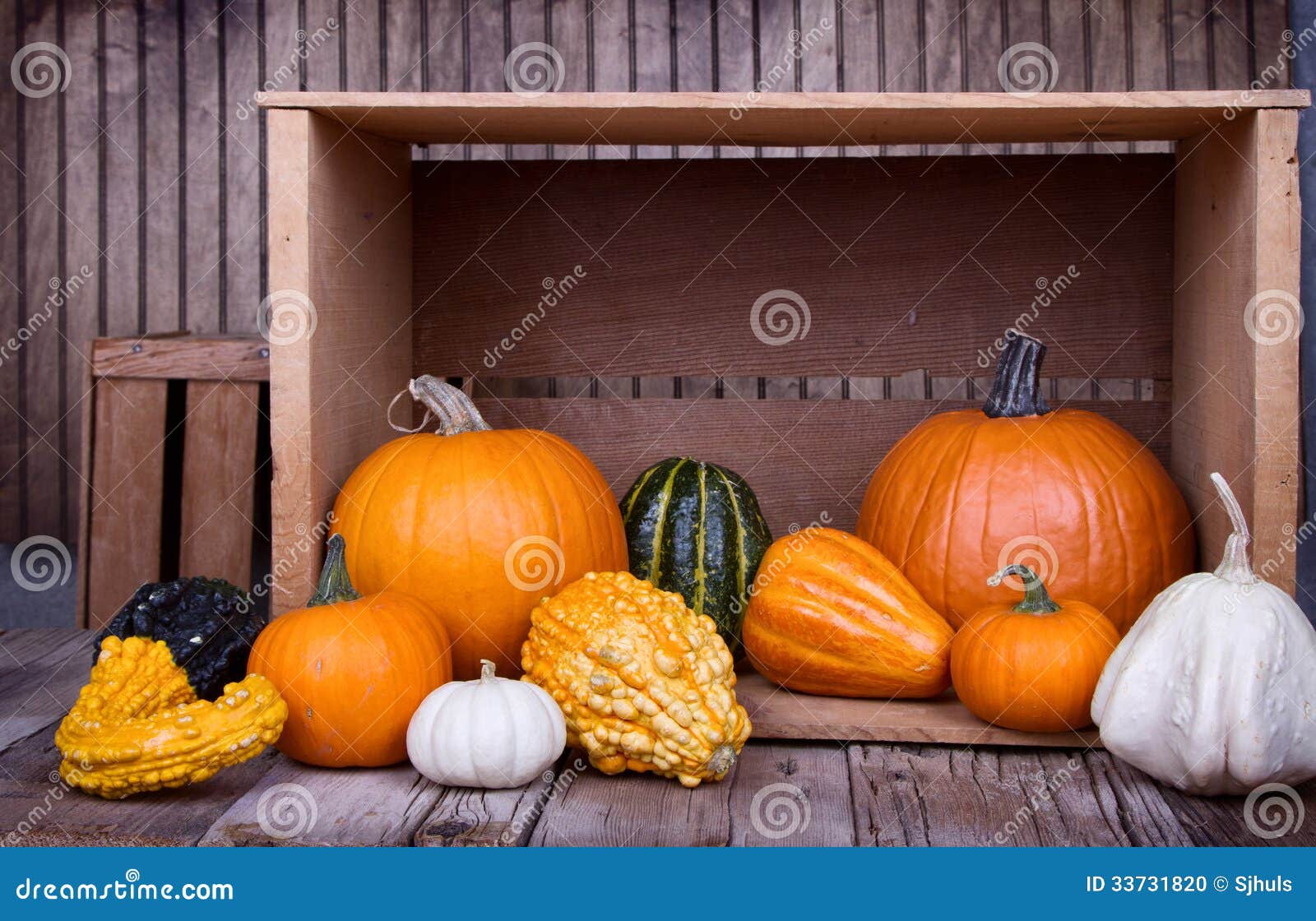 Assorted Pumpkins and Gourds Stock Photo - Image of tasty, halloween ...