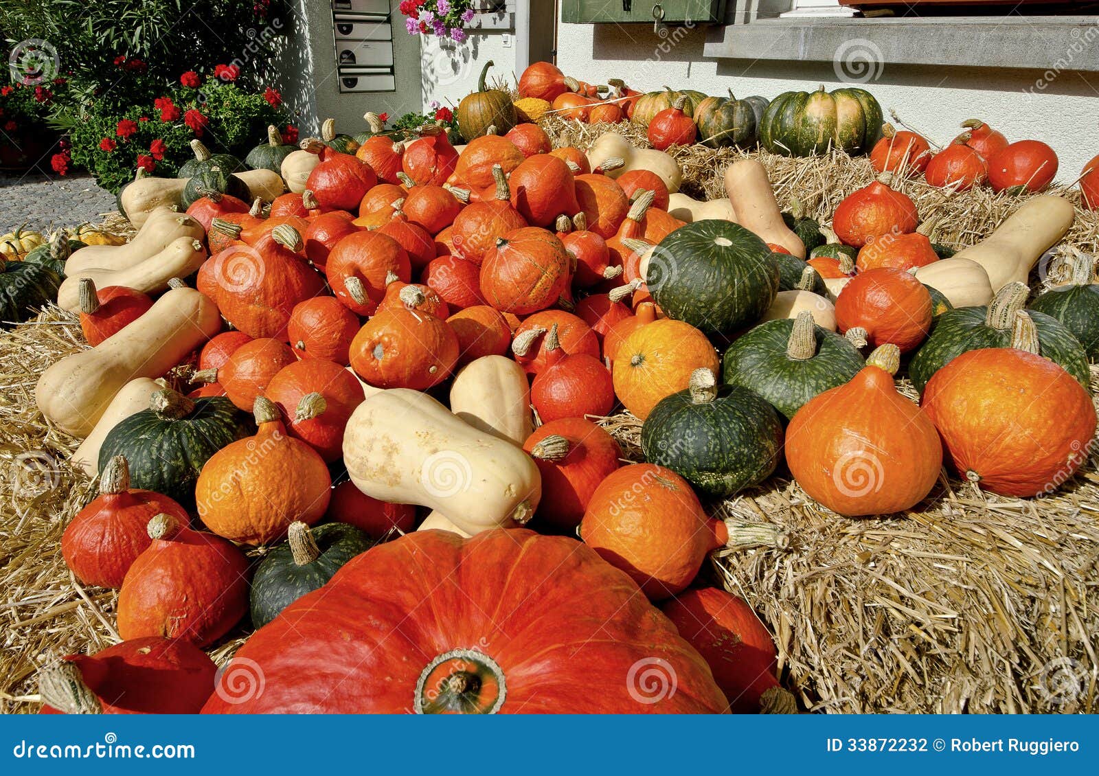 Assorted Pumpkins Picture. Image: 33872232