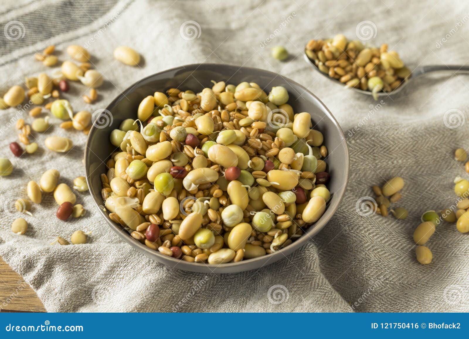 Assorted Raw Sprouted Beans Legumes Stock Photo - Image of green ...