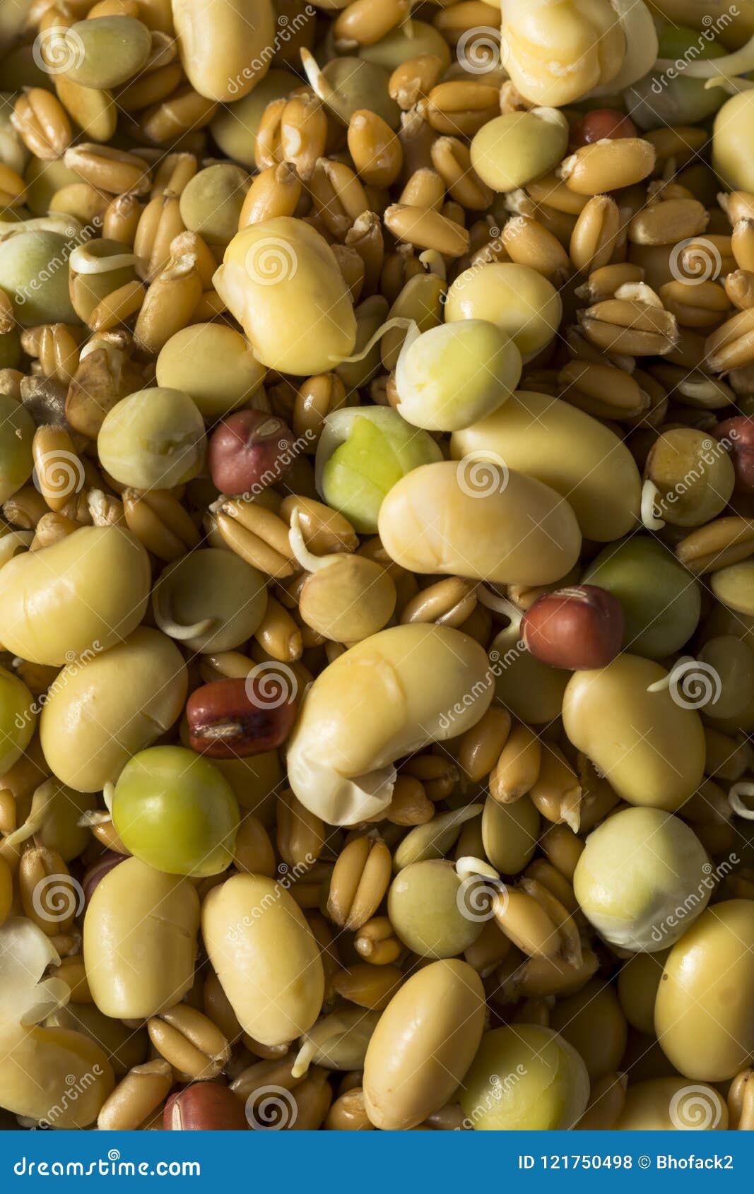 Assorted Raw Sprouted Beans Legumes Stock Photo - Image of culinary ...