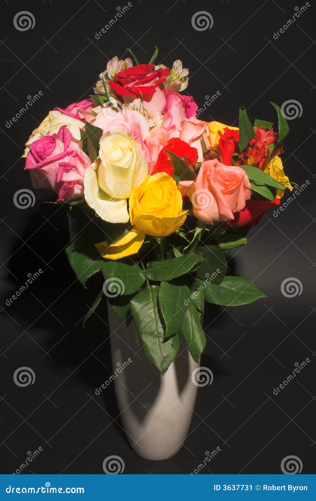 Assorted Roses stock image. Image of anniversary, petals - 3637731