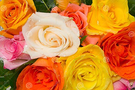 Assorted Roses stock photo. Image of pink, attractive, bright - 81752