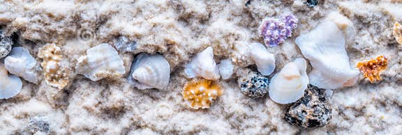 Assorted Sea Shells and Coral Pieces on Sandy Beach Surface with Ocean ...