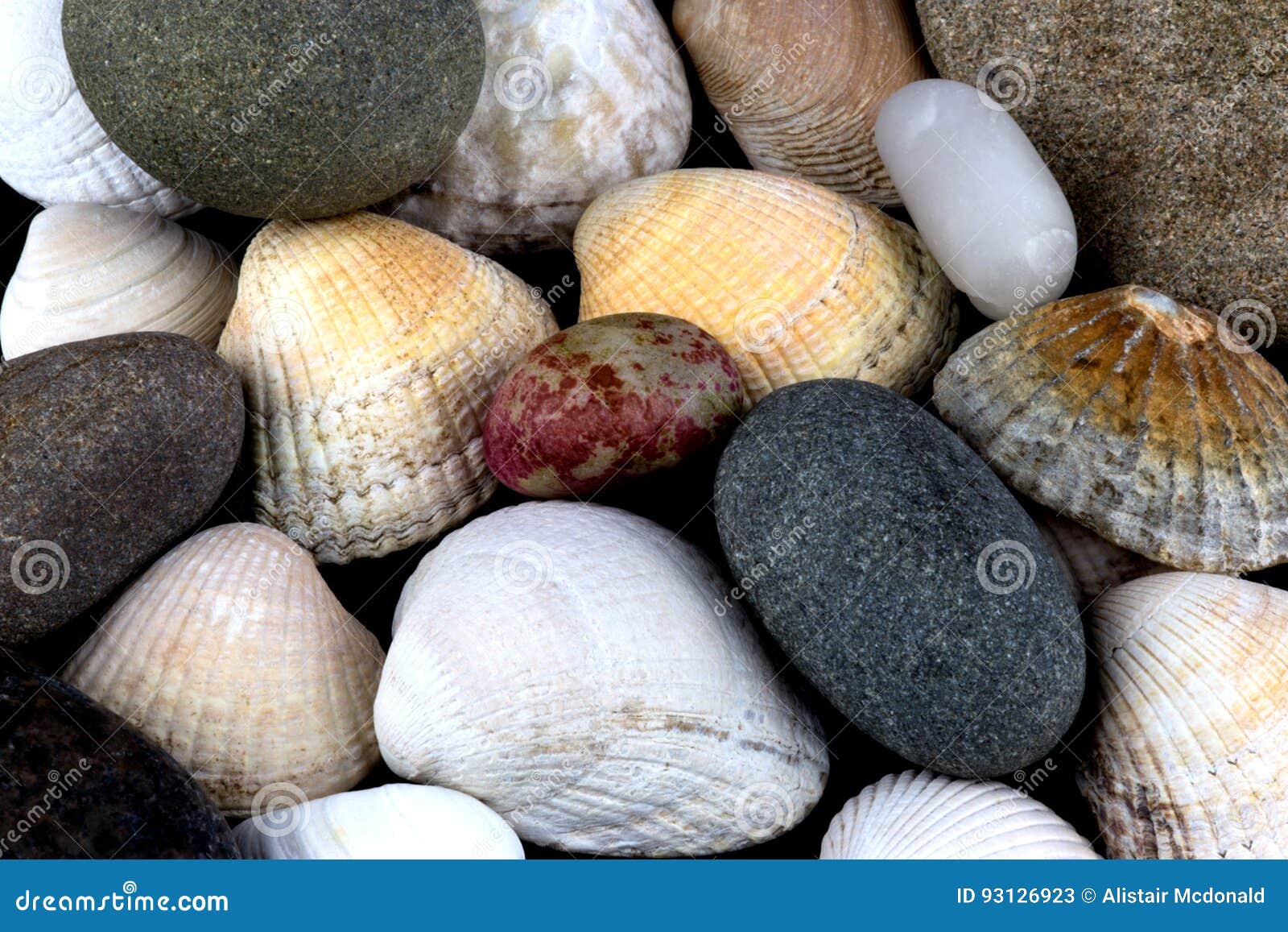 Assorted Sea Shells and Rocks Close Up Stock Image - Image of beach ...