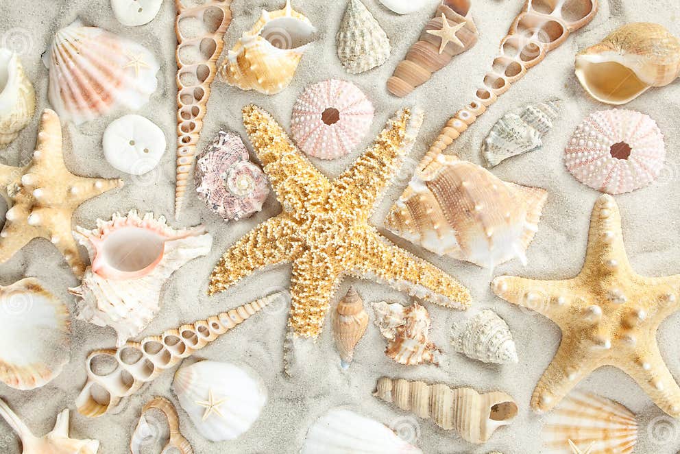 Assorted seashells stock image. Image of shells, assorted - 14191197