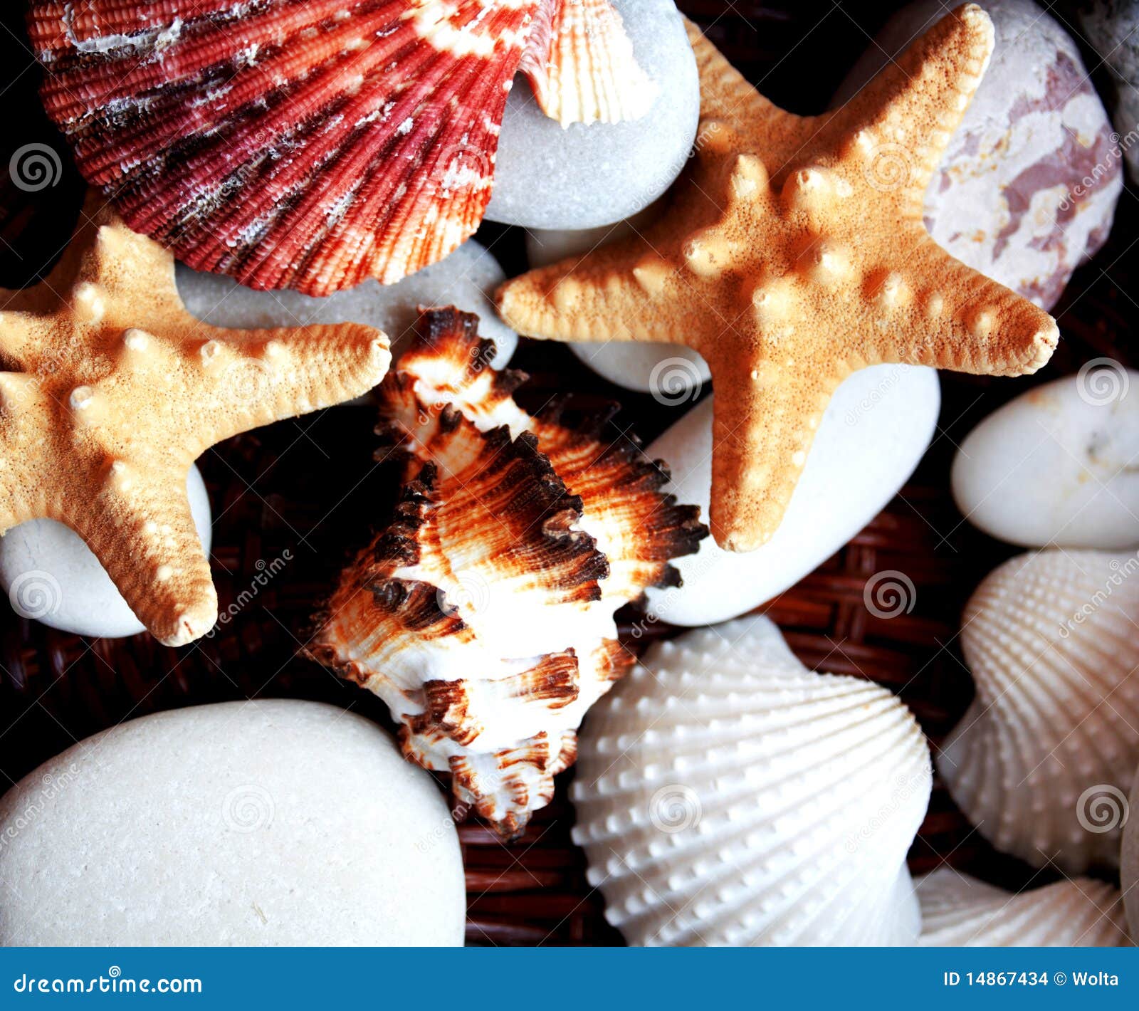 Assorted seashells stock photo. Image of ocean, coastline - 14867434