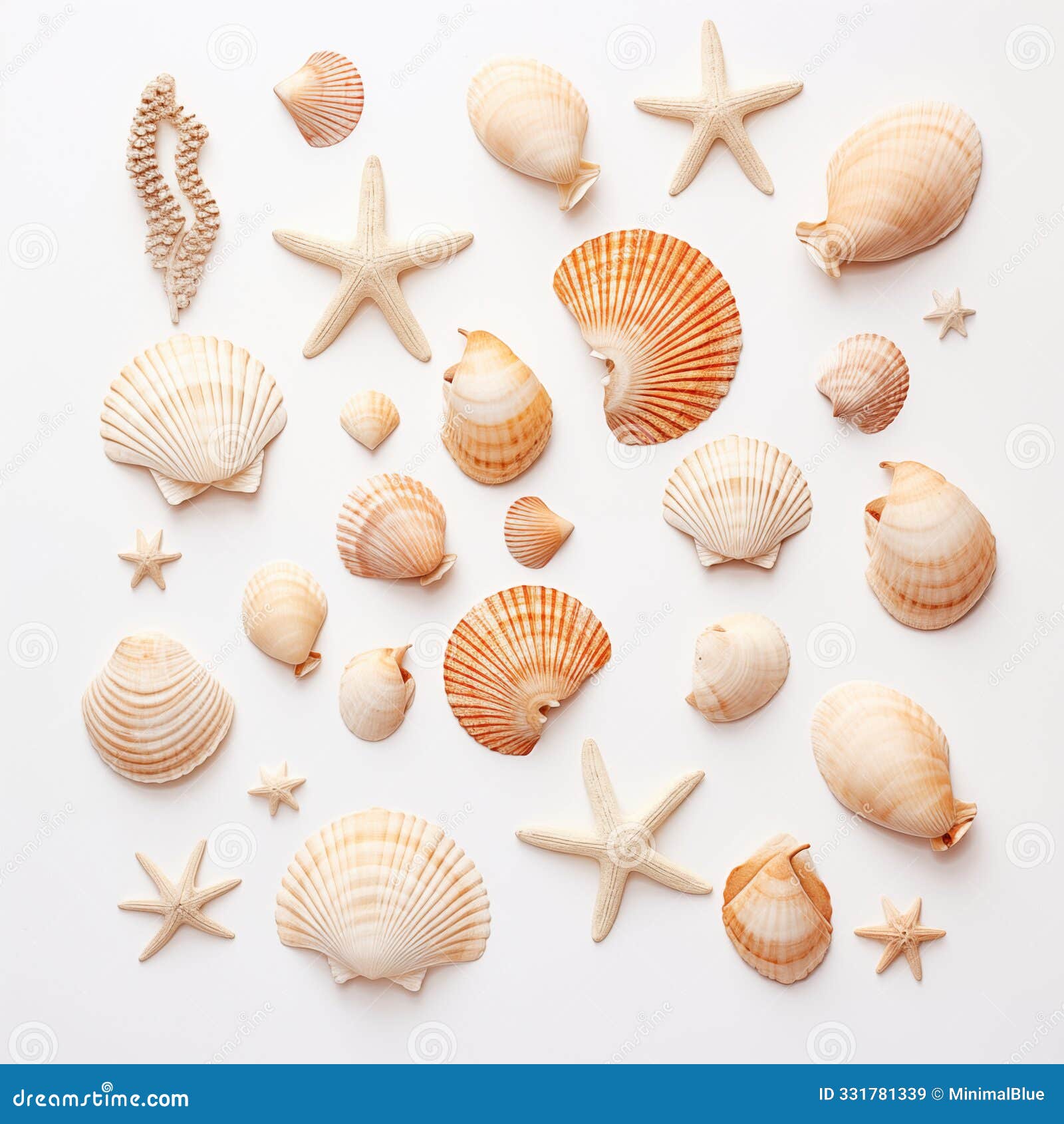 Assorted Seashells and Starfish on White Background Stock Illustration ...