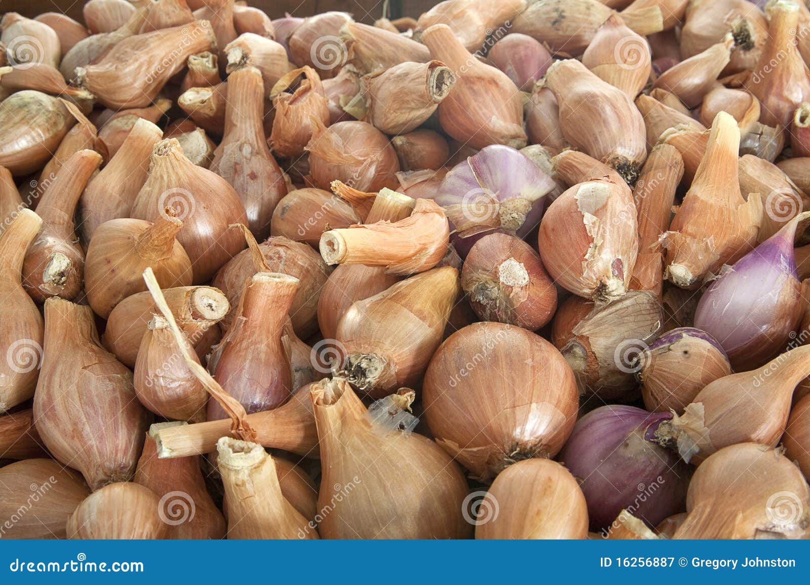 Assorted shallots. stock image. Image of nature, close - 16256887