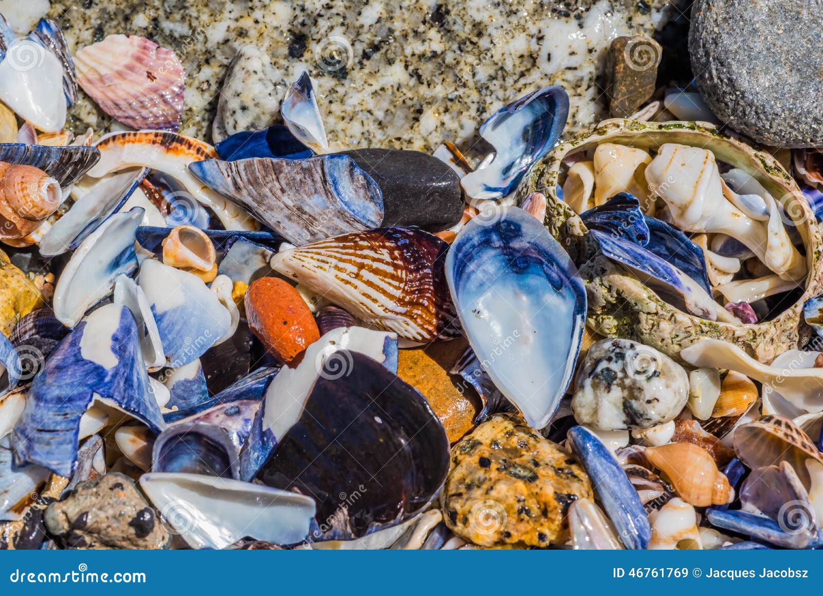 Assorted Shells stock image. Image of colours, assorted - 46761769