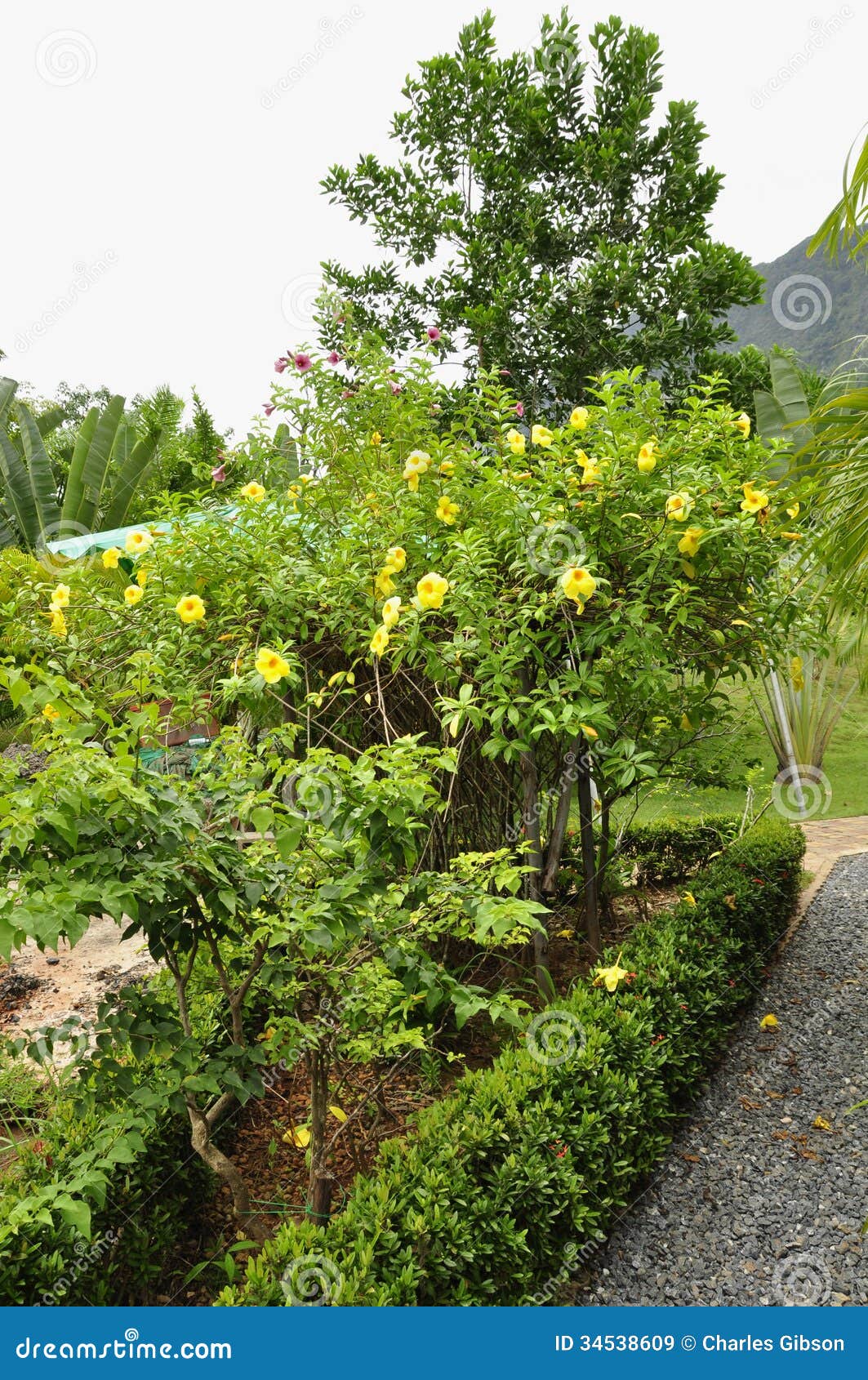 Assorted shrubs stock image. Image of blooms, leaves - 34538609