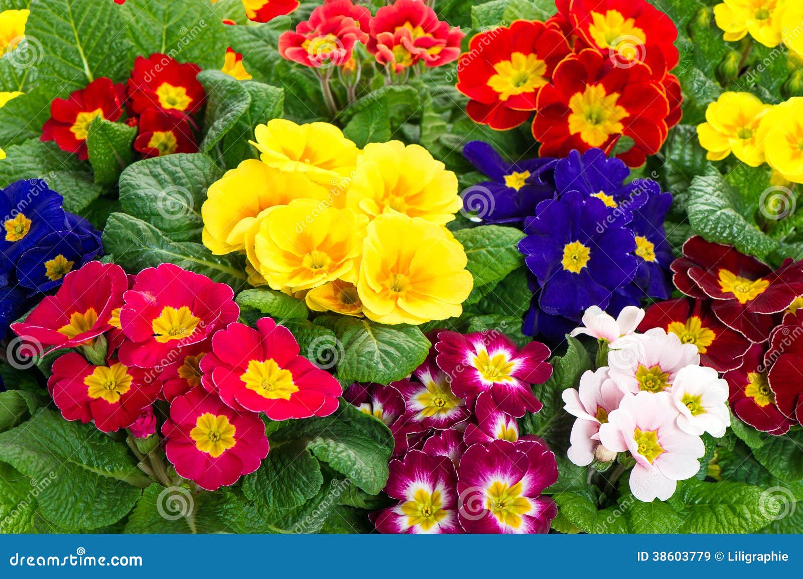 Assorted Spring Primulas. Colorful Flower Blossoms Stock Image - Image ...
