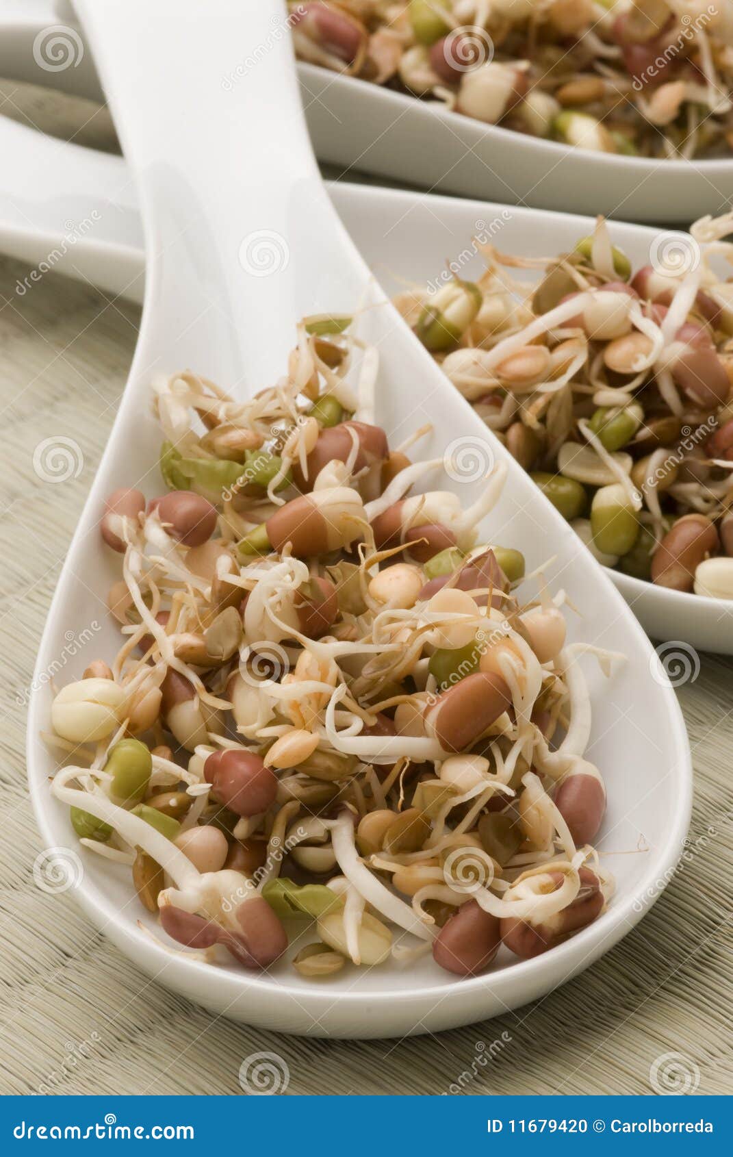 Assorted sprouts. stock photo. Image of sprouts, indoors - 11679420