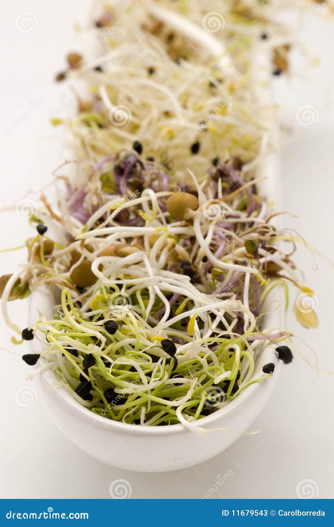 Assorted sprouts. stock image. Image of seeds, lentil - 11679543