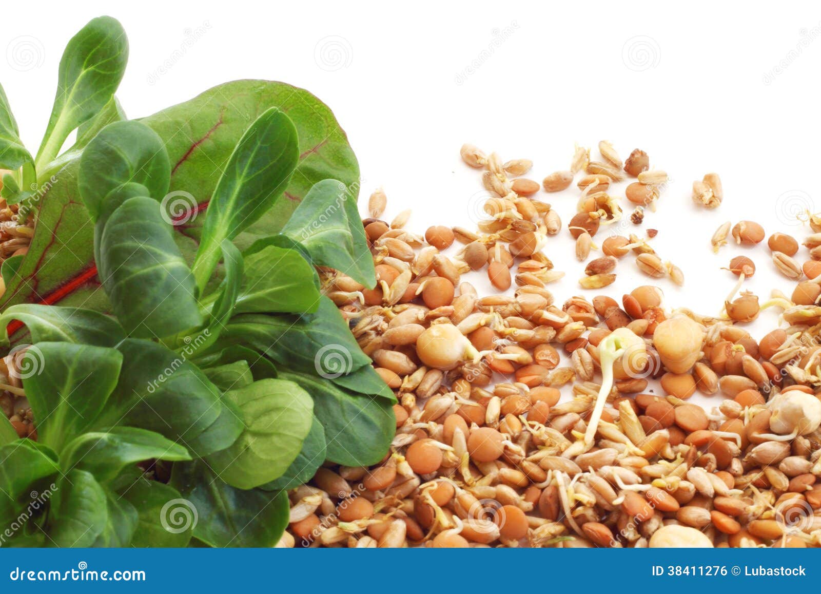 Assorted sprouts stock photo. Image of harvest, growing - 38411276