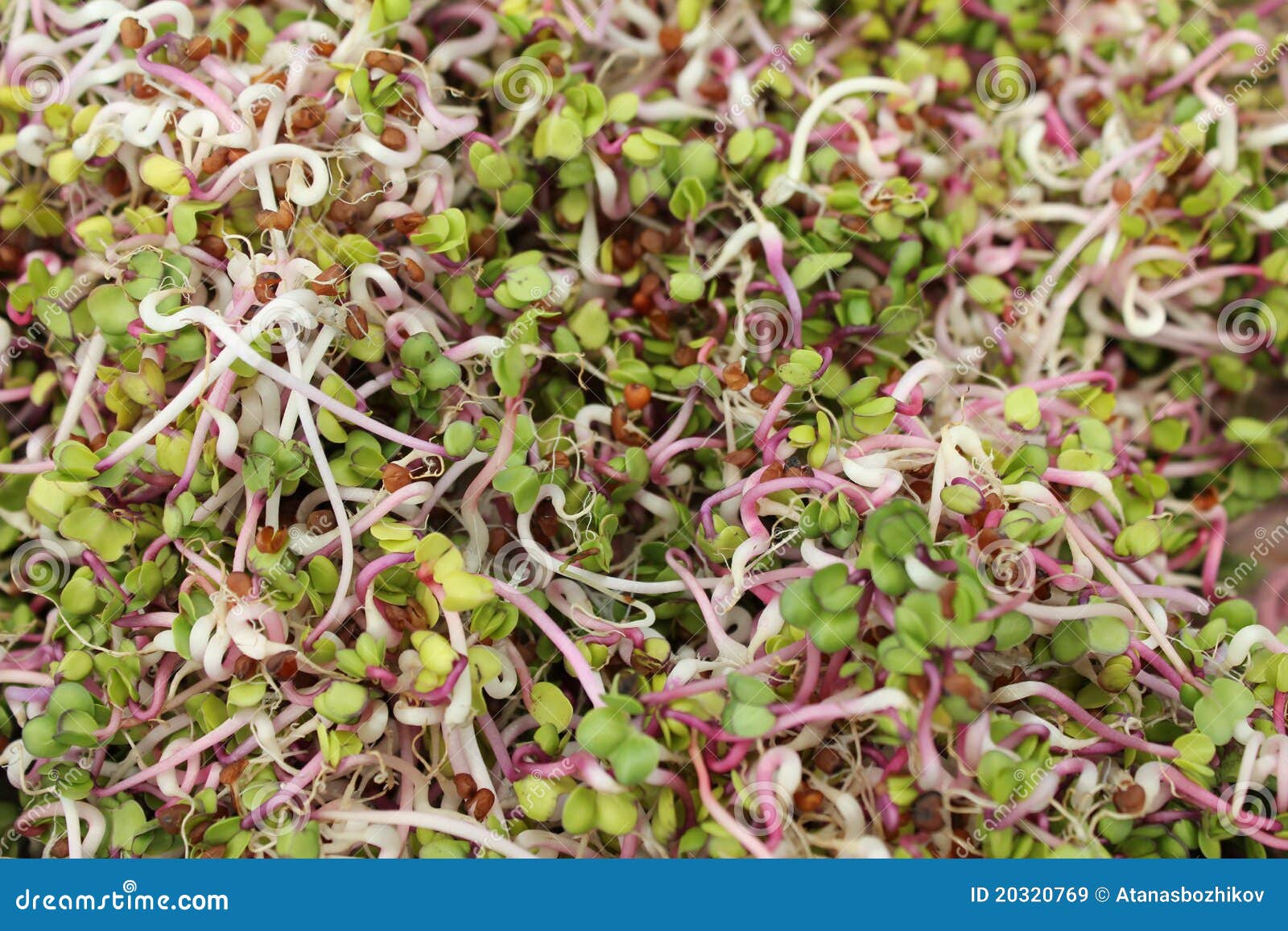 Assorted sprouts salad stock image. Image of healthy - 20320769