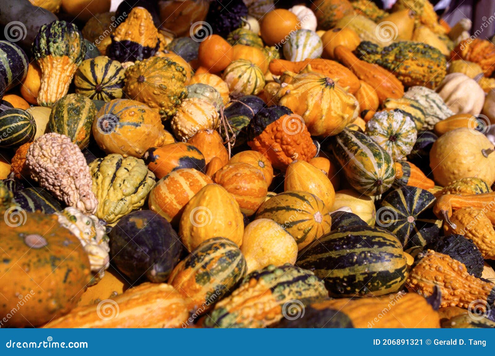 Assorted Squash at Market 34766 Stock Image - Image of squash ...
