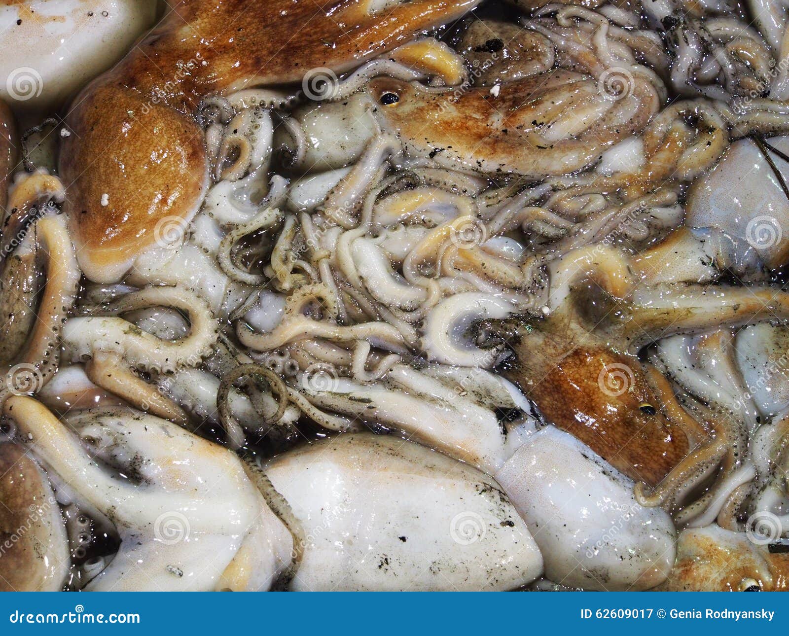 Assorted Squid, Fresh Seafood Market Stock Image - Image of cephalopod ...