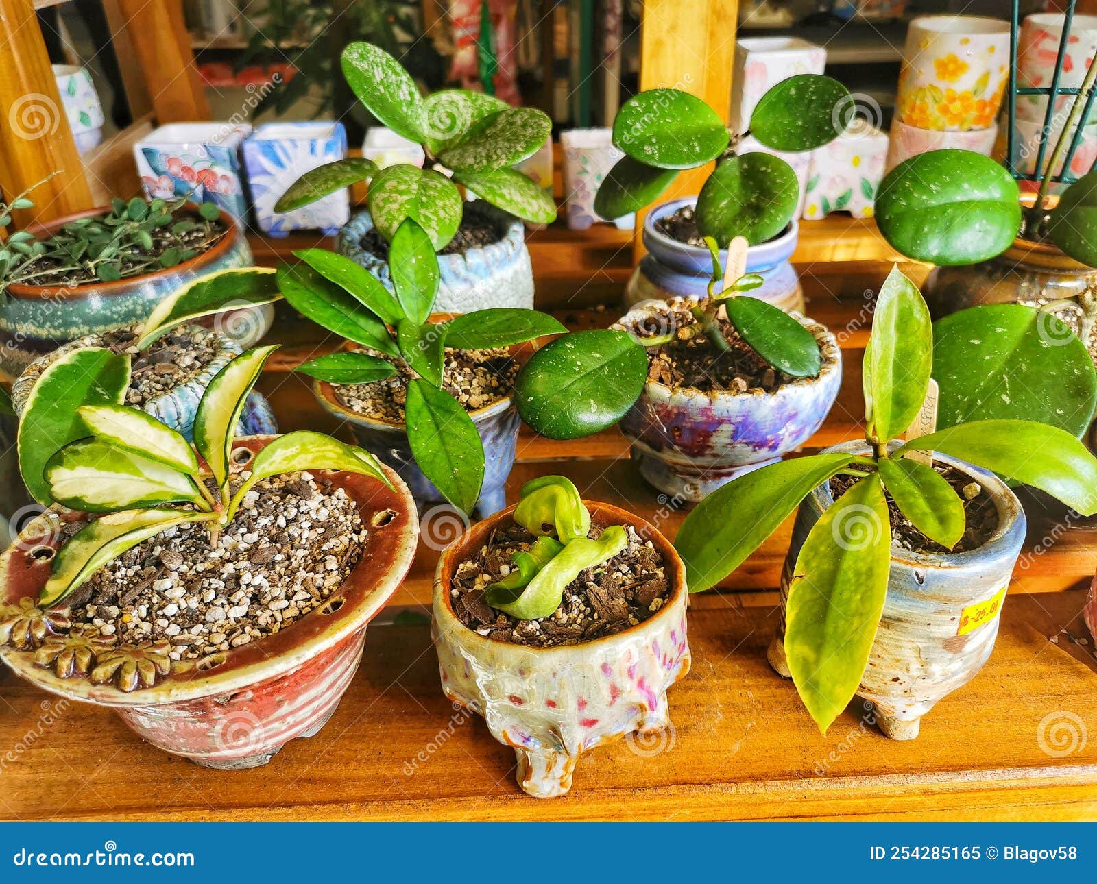 Assorted Succulent Plants in Ceramic Pots Side View Stock Image - Image ...