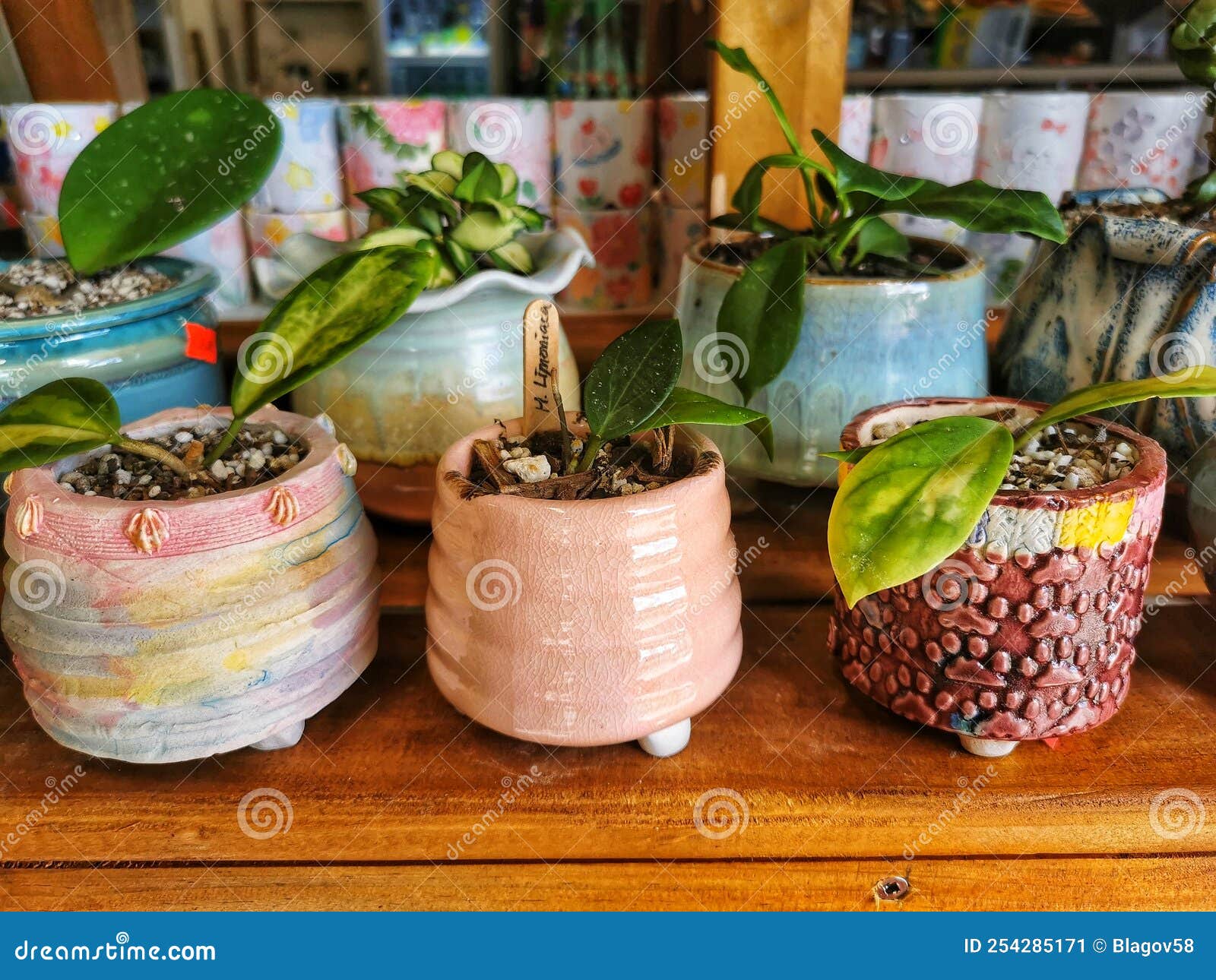 Assorted Succulent Plants in Colourful Ceramic Pots Stock Image - Image ...