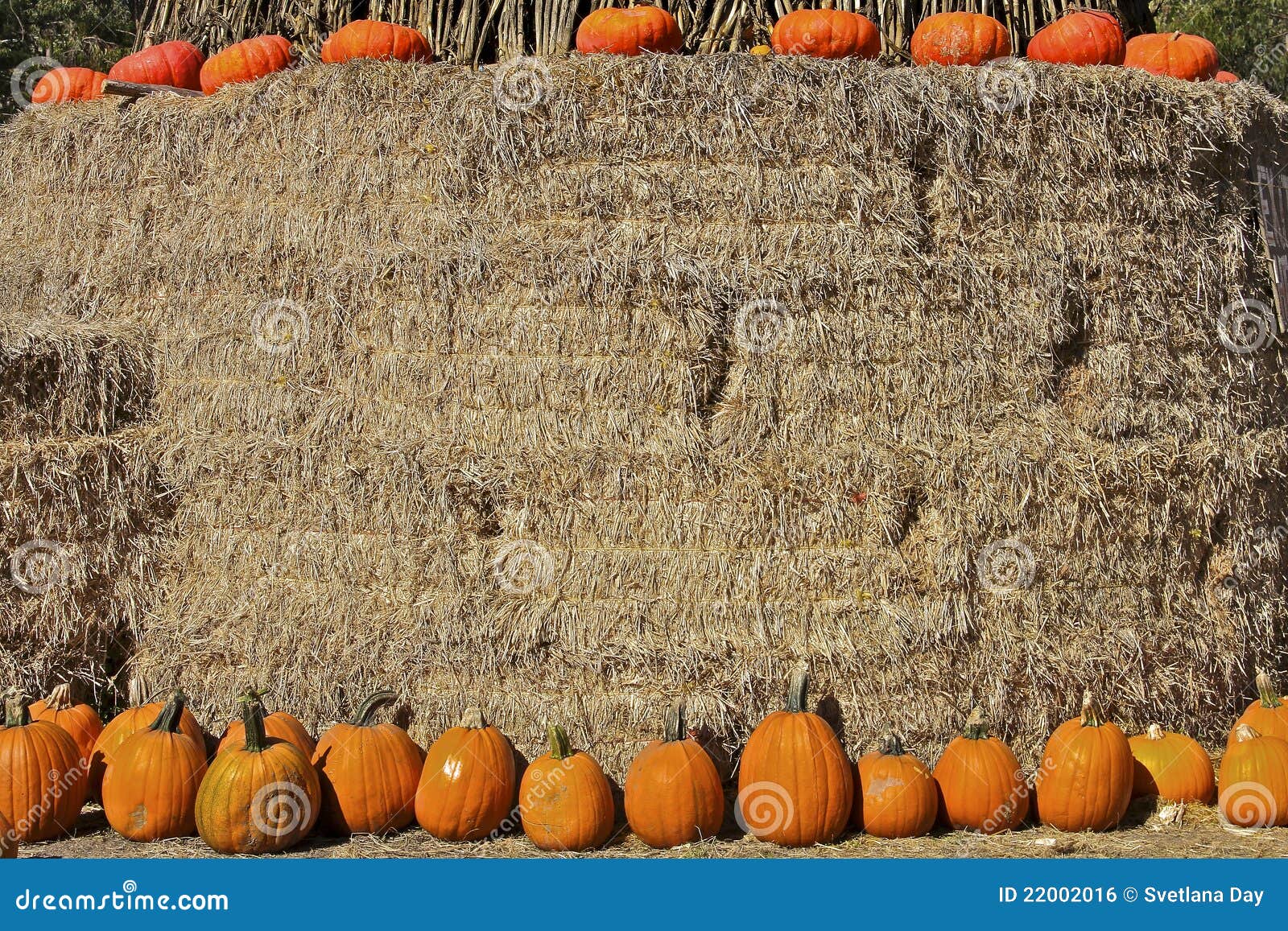 Assorted Thanksgiving Pumpkins on Hay Stock Photo - Image of autumnal ...
