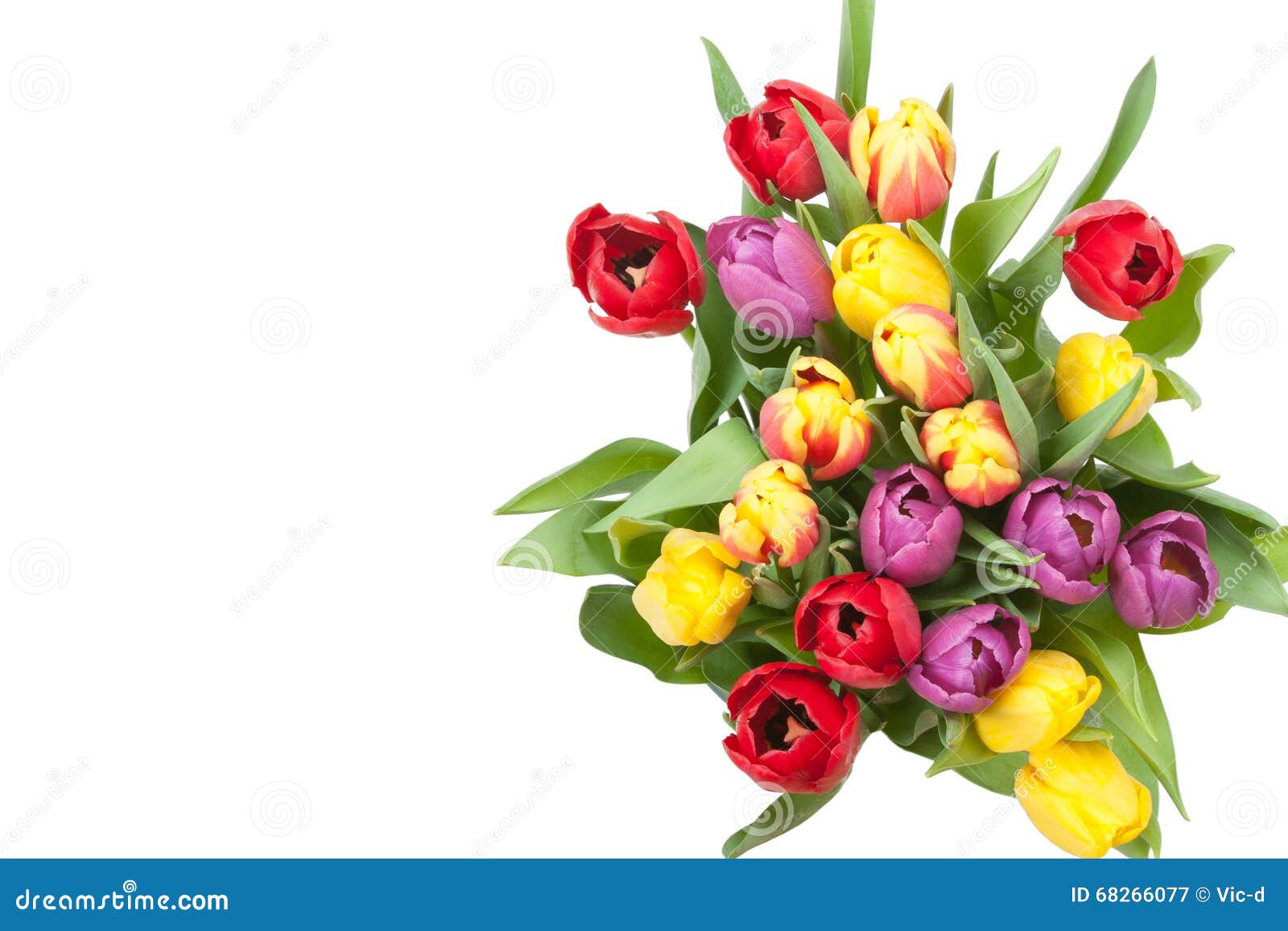 Assorted Tulips Bouquet. Isolated on White Background Stock Image ...