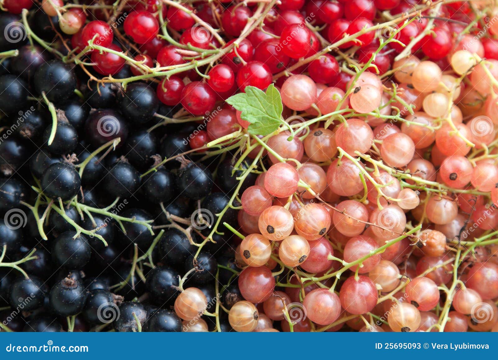 Assorted Varieties of Currants Stock Image - Image of currant, berries ...