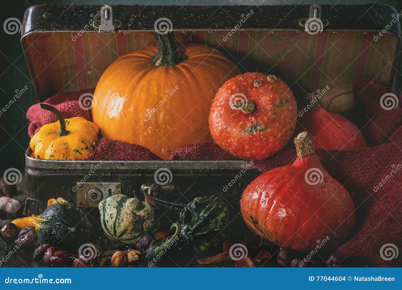 Assortiment Van Verschillende Pompoenen in Koffer Stock Foto - Image of ...