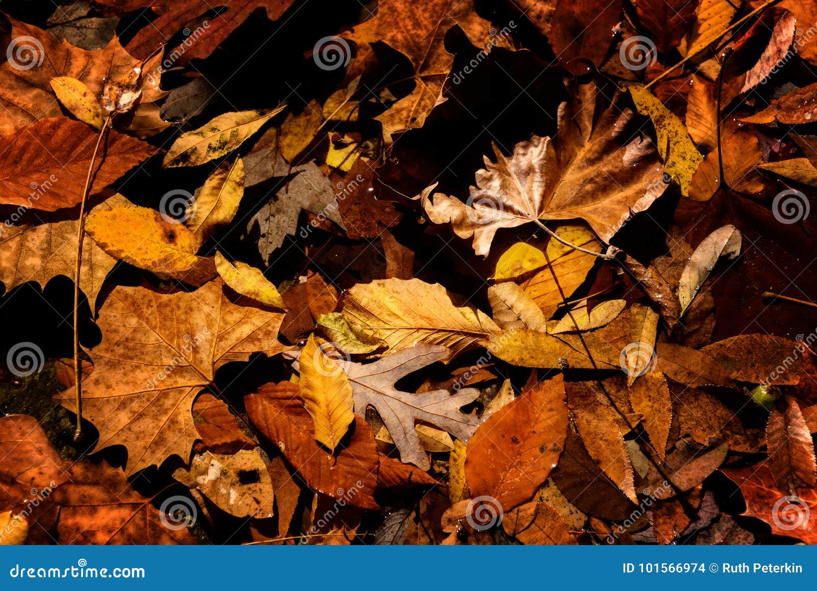 Assortment of Autumn Leaves Stock Photo - Image of background, leaves ...