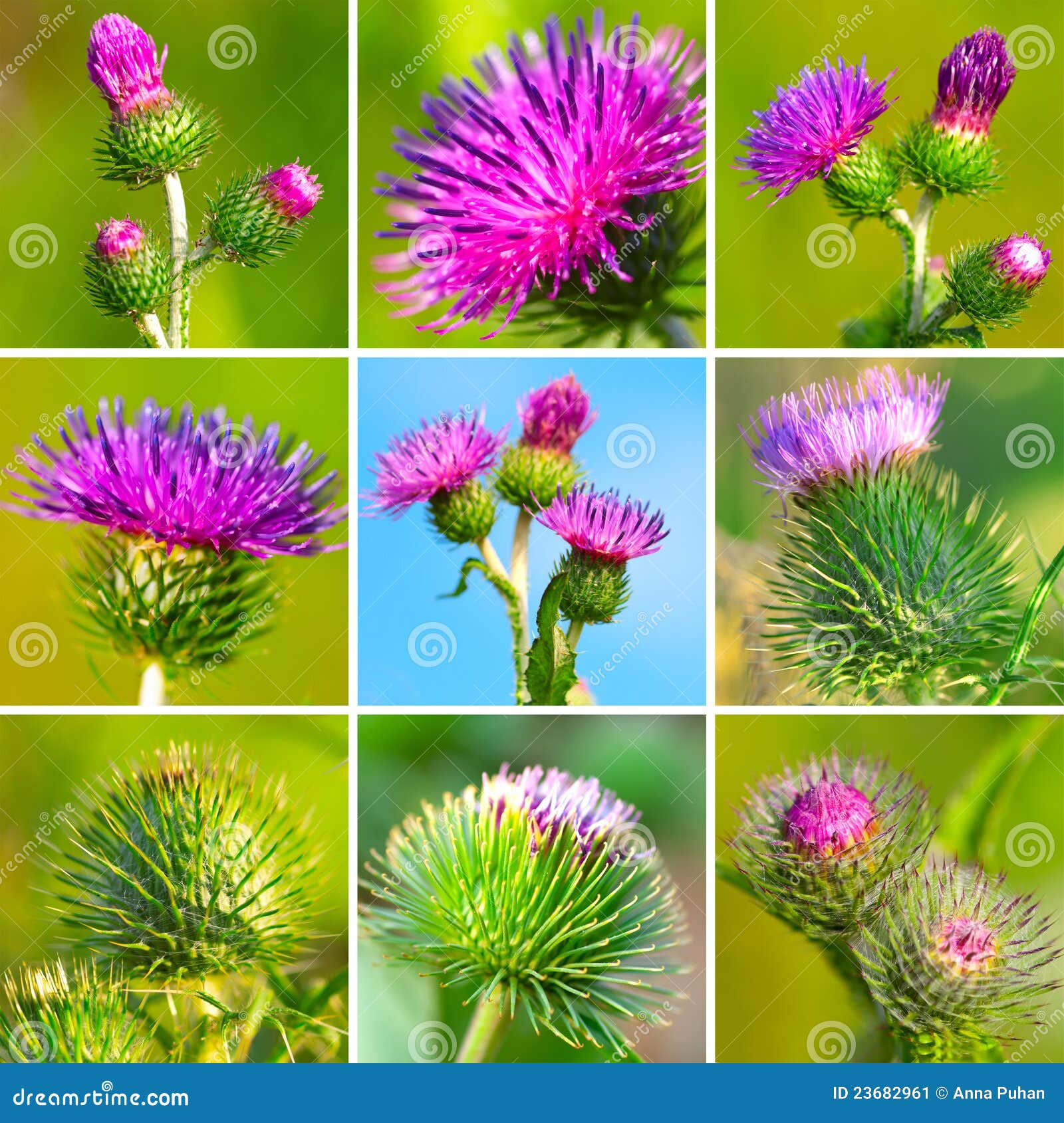 Assortment of Bur Thorny Flower Stock Image - Image of burdock, flora ...
