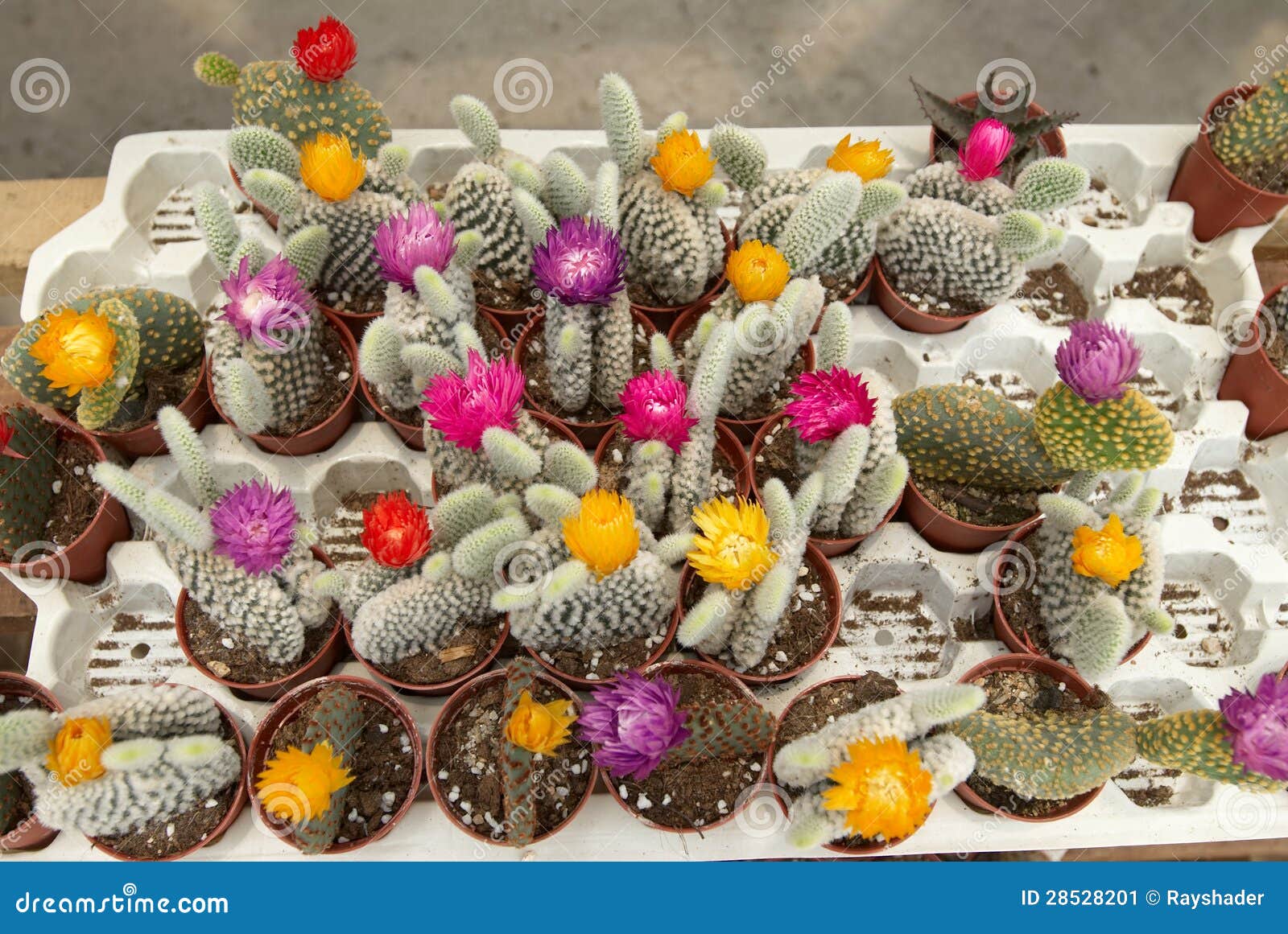 Assortment of Cactus 2 stock image. Image of plant, garden - 28528201